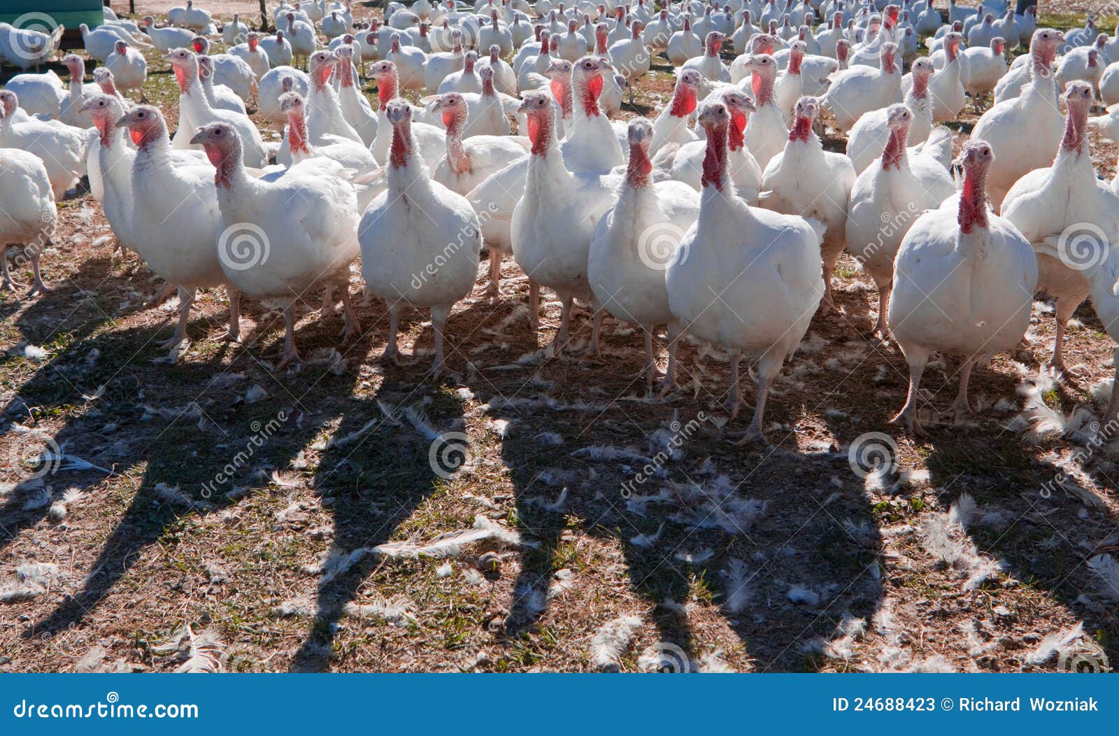 Turkeys united stock image. Image of nature, feather - 24688423