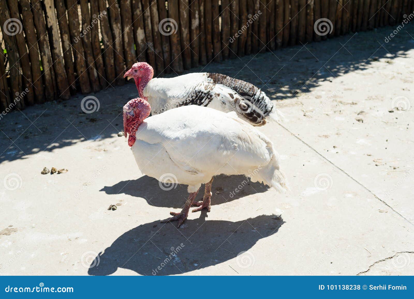 The Turkeys Walk Around the Farmyard. Stock Photo - Image of feet ...