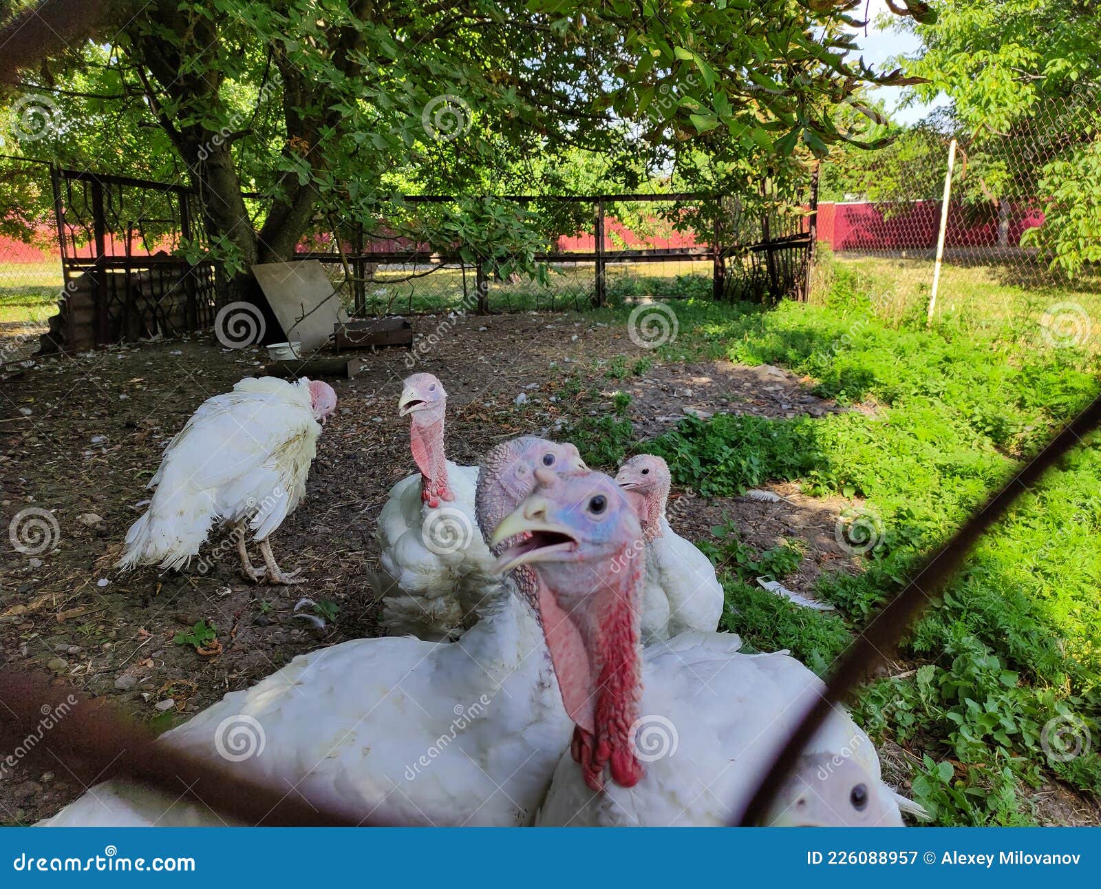 Turkeys Walk Around the Paddock, View from Behind Bars Stock Image ...