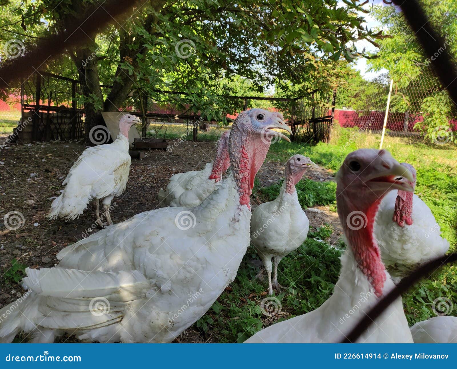 Turkeys Walk Around the Paddock, View from Behind Bars Stock Photo ...