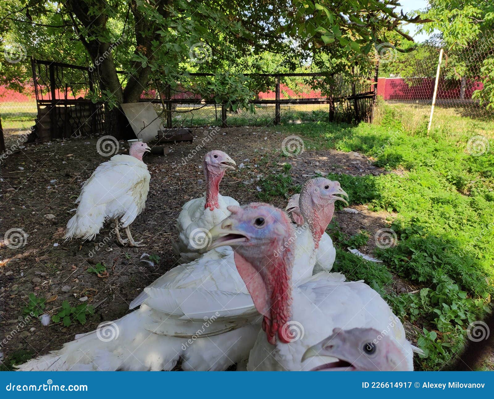 Turkeys Walk Around the Paddock, View from Behind Bars Stock Image ...