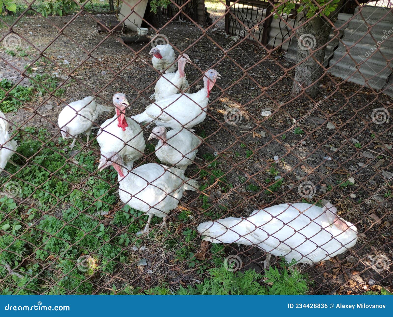 Turkeys Walk Around the Paddock, View from Behind Bars Stock Photo ...