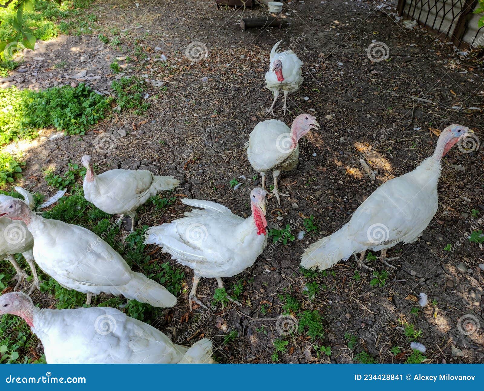 Turkeys Walk Around the Paddock, View from Behind Bars Stock Image ...