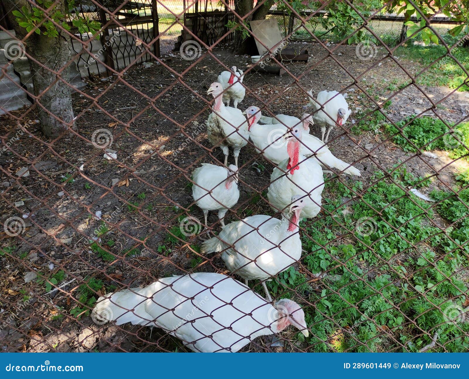 Turkeys Walk Around the Paddock, View from Behind Bars Stock Image ...