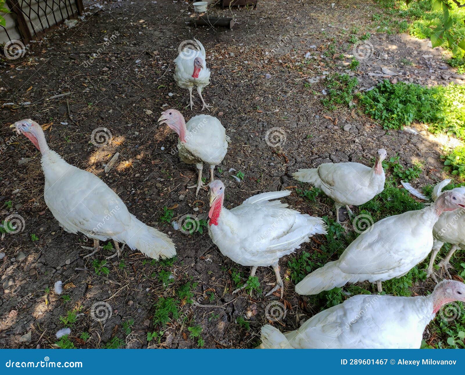 Turkeys Walk Around the Paddock, View from Behind Bars Stock Image ...