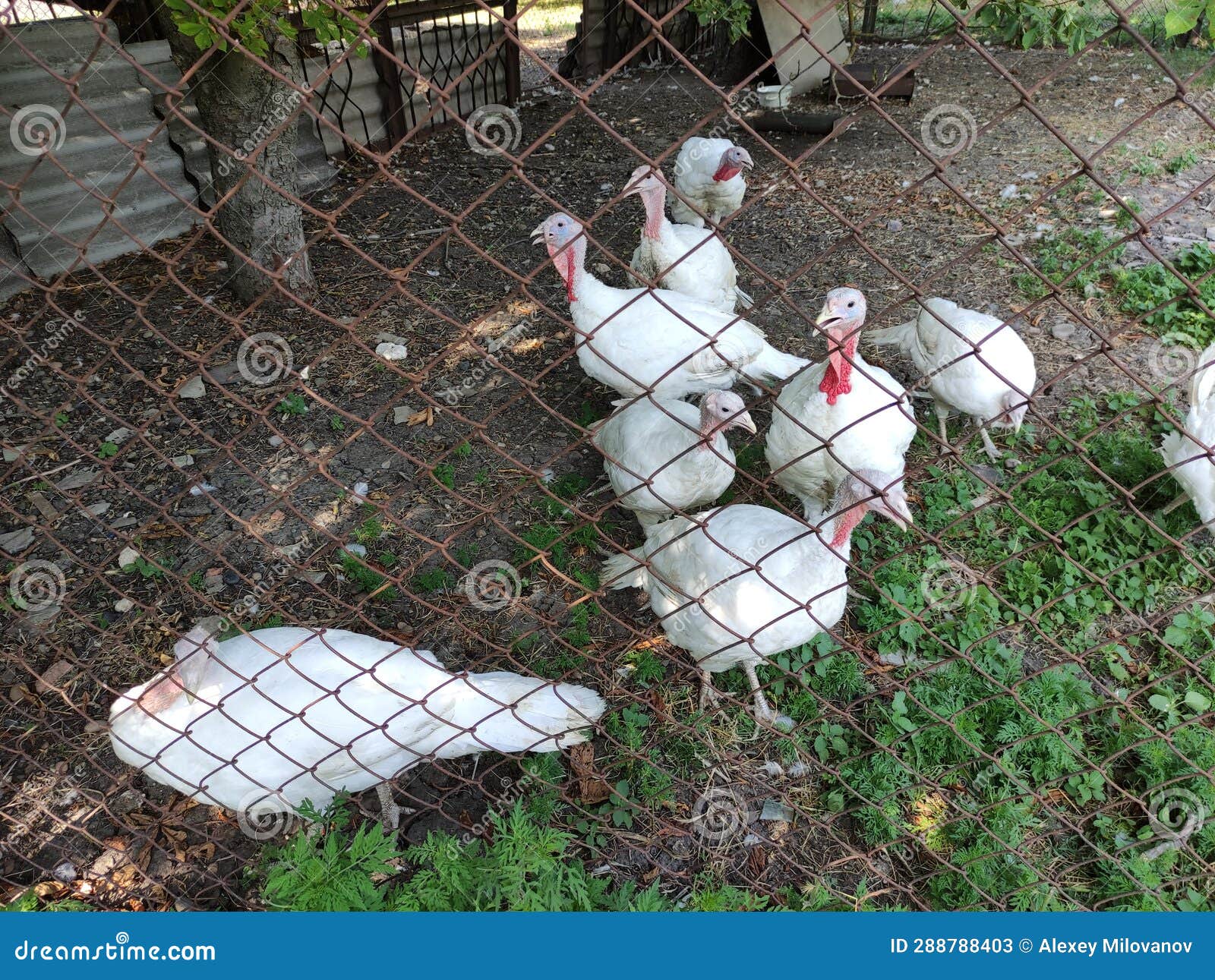 Turkeys Walk Around the Paddock, View from Behind Bars Stock Image ...