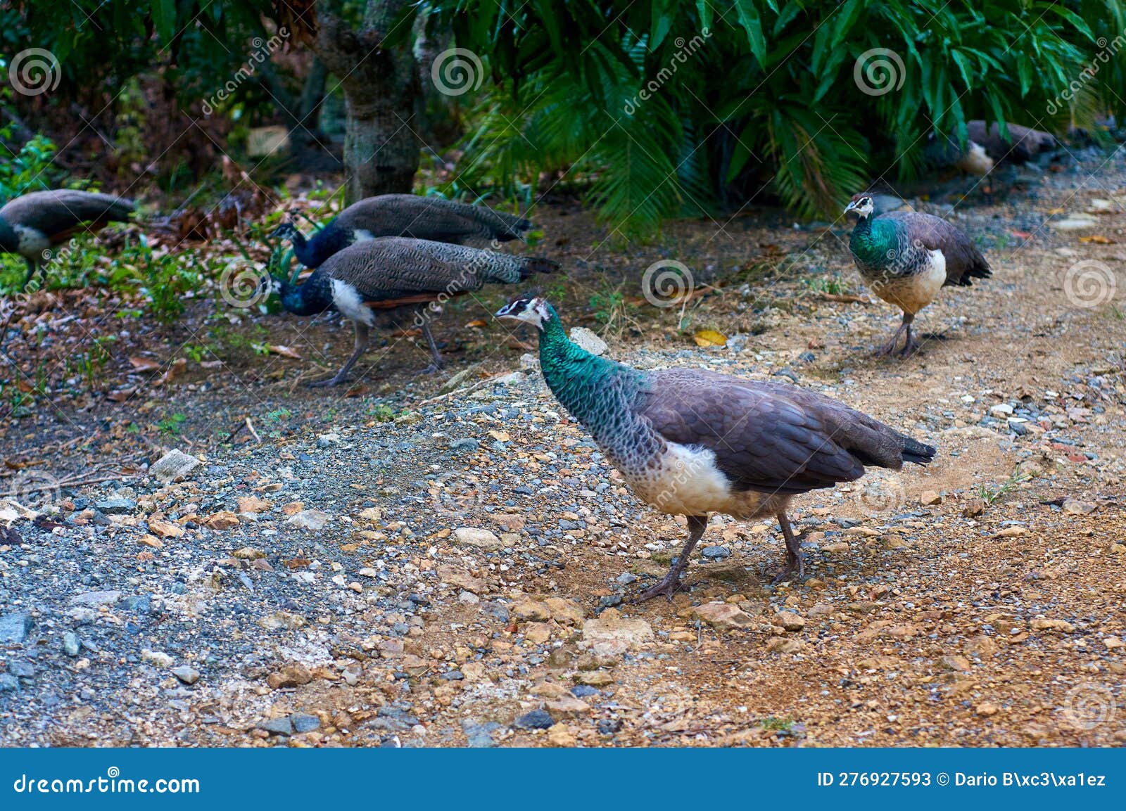 Turkeys Walking in the Field Looking Stock Image - Image of beak ...