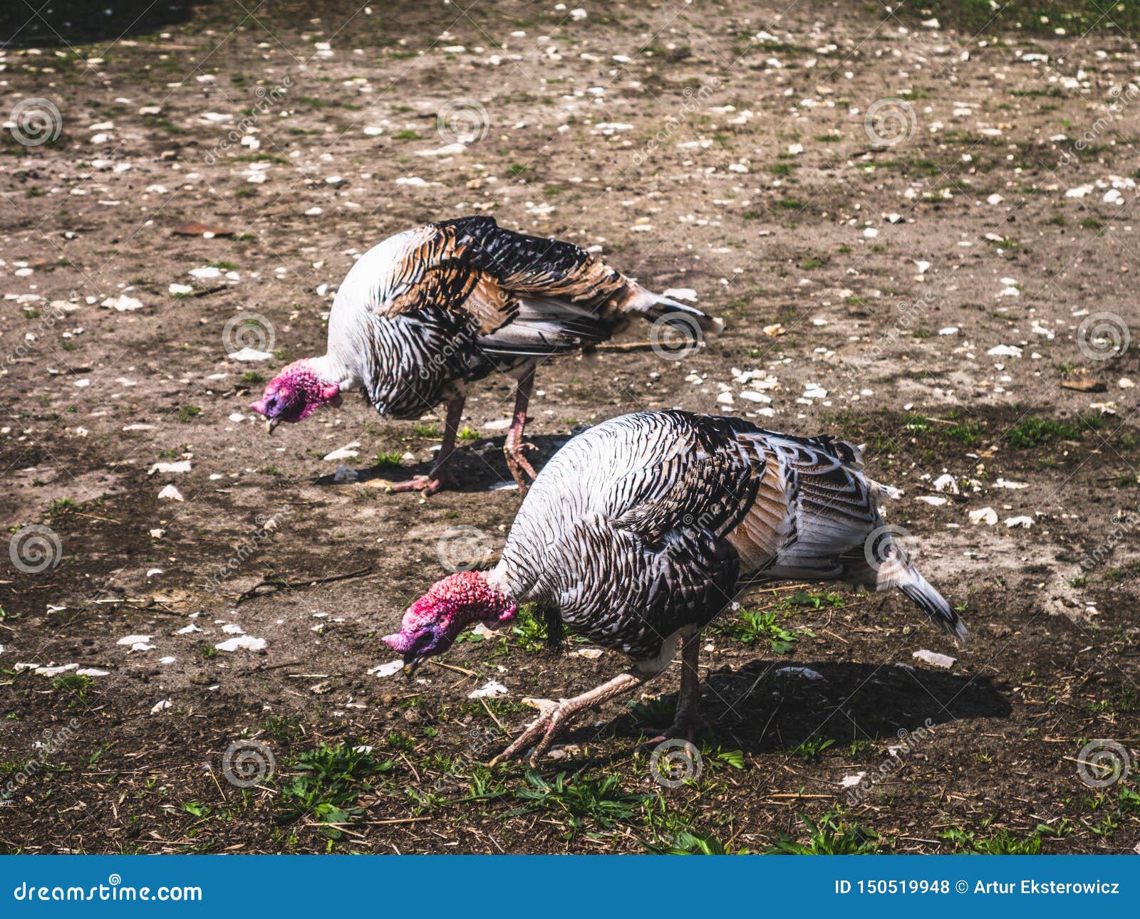 Turkeys Walking on the Paddock in the Countryside Stock Photo - Image ...