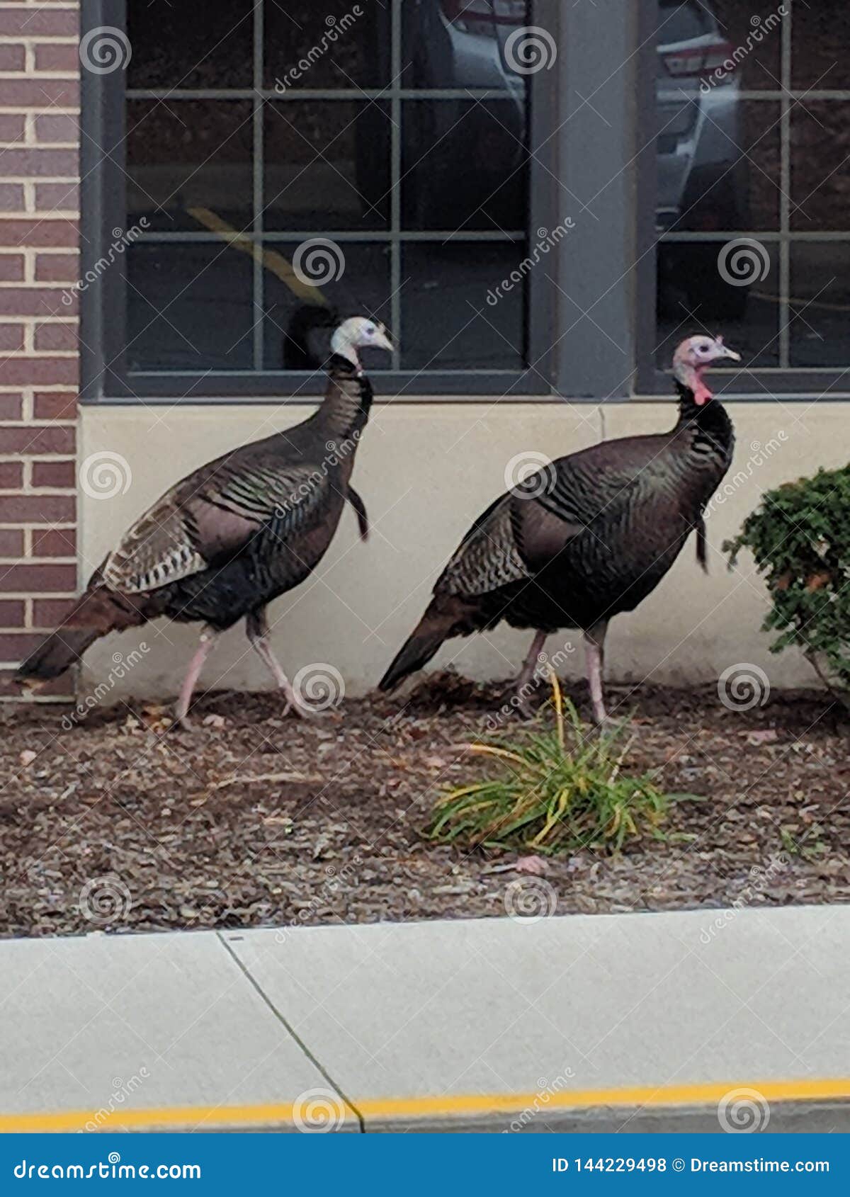 Turkeys at Work Taking a Walk on a Nice Day Stock Photo - Image of walk ...
