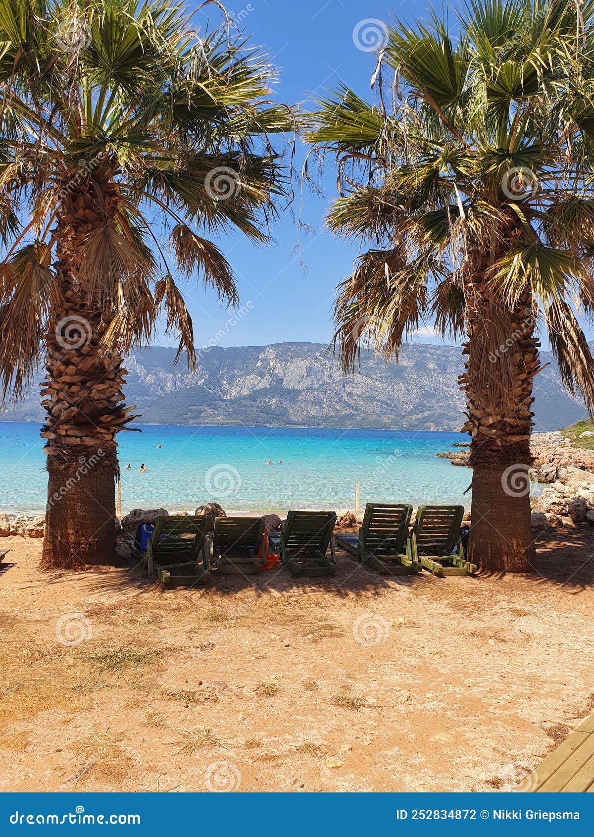 Turkije stock photo. Image of turkije, palm, flower - 252834872