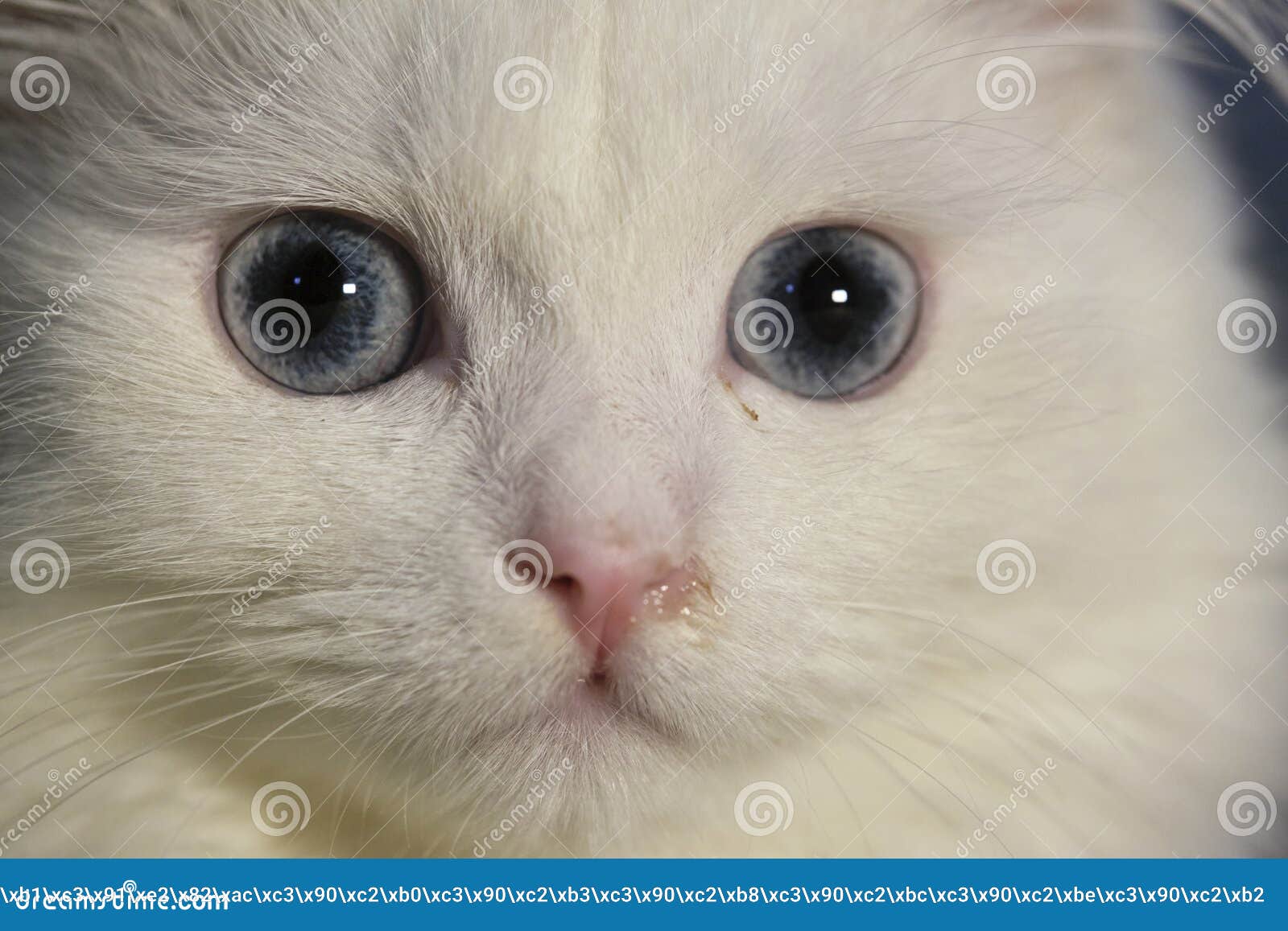 Turkish Angora with Blue Eyes Stock Image - Image of breed, isolated ...