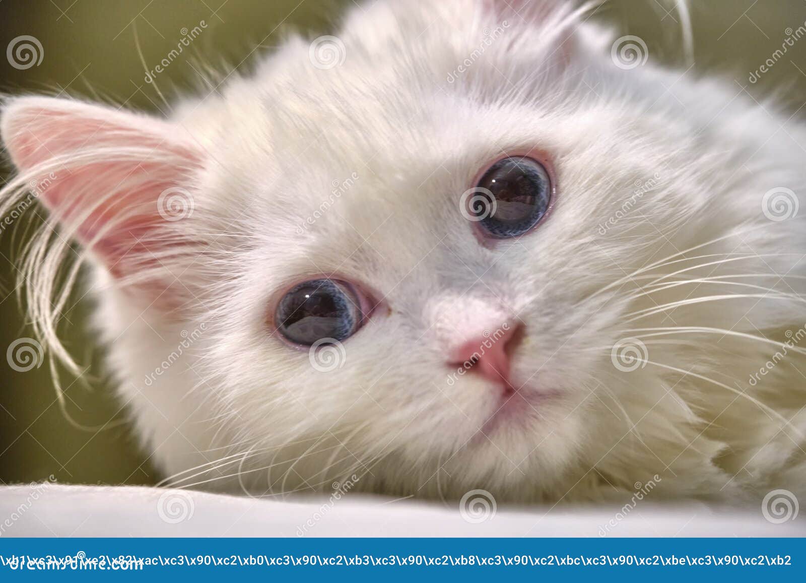 Turkish Angora with Blue Eyes Portrait Close-uo Stock Image - Image of ...