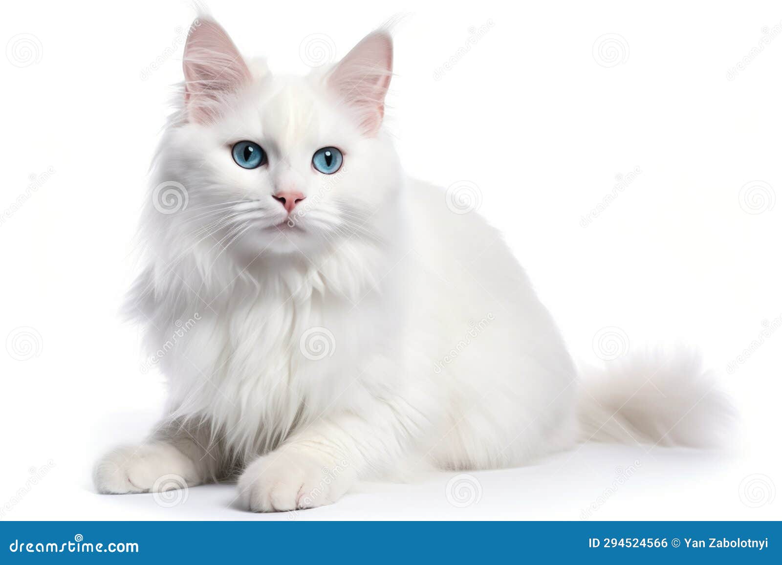 Turkish Angora Cat Sitting on a White Background Stock Illustration ...