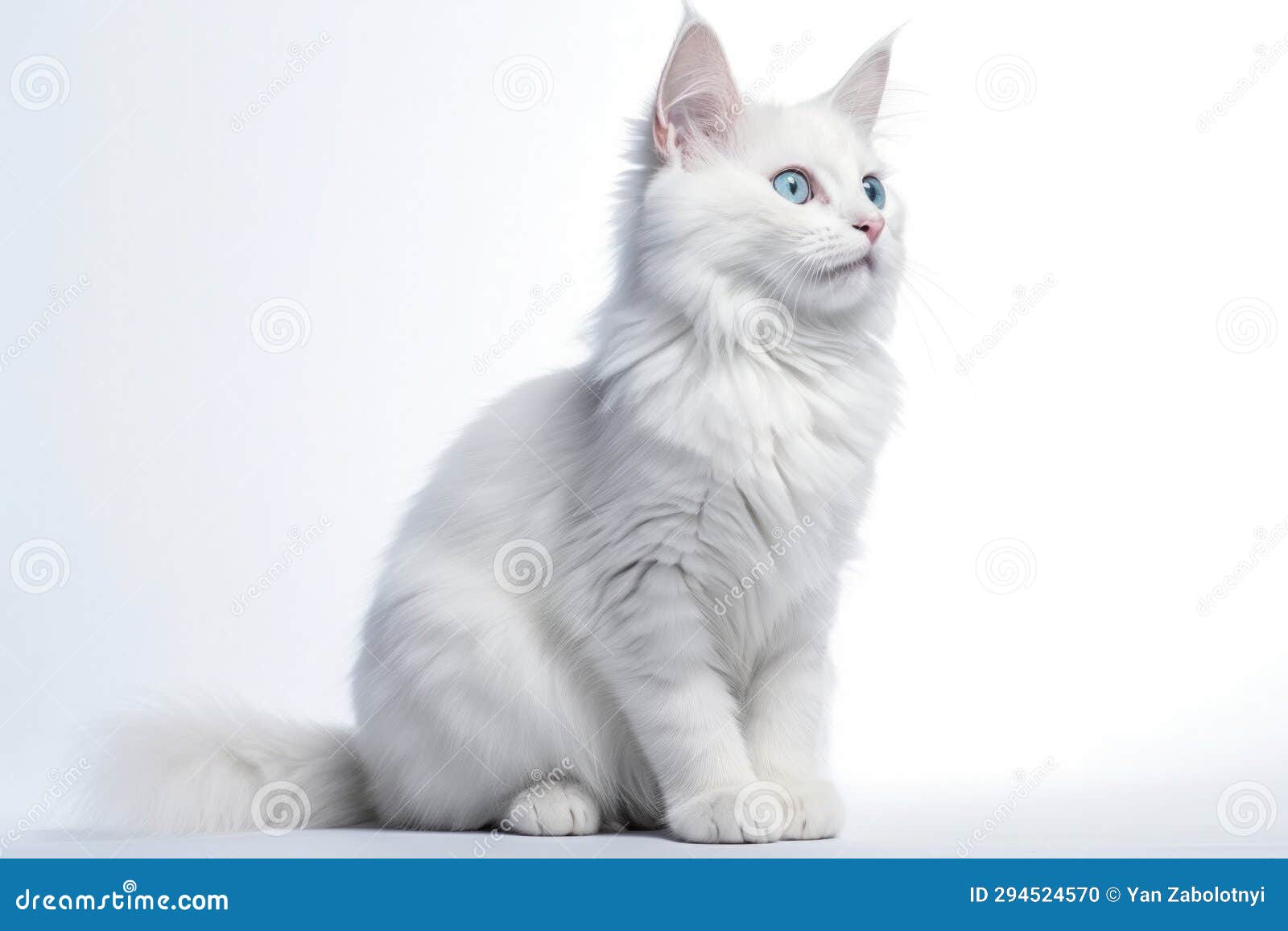 Turkish Angora Cat Coloring Page Cartoon Vector | CartoonDealer.com ...
