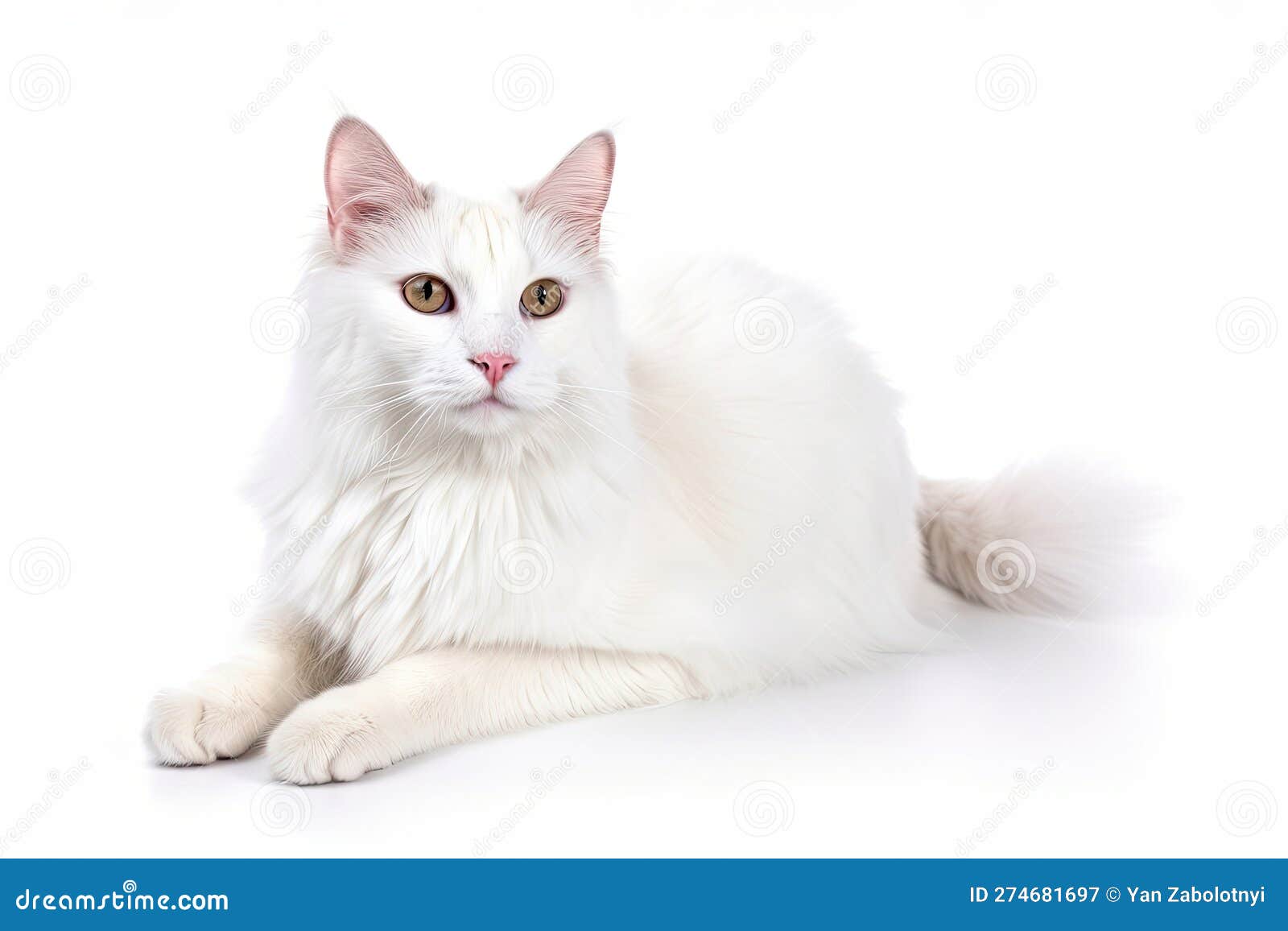 Turkish Angora Cat on White Background. Generative AI Stock ...