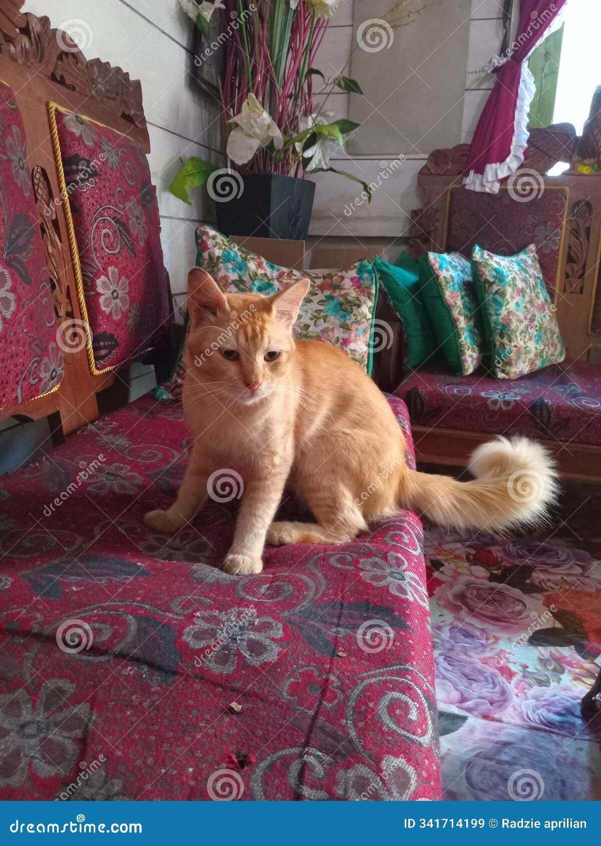 Turkish angora cats stock image. Image of domestic, cats - 341714199