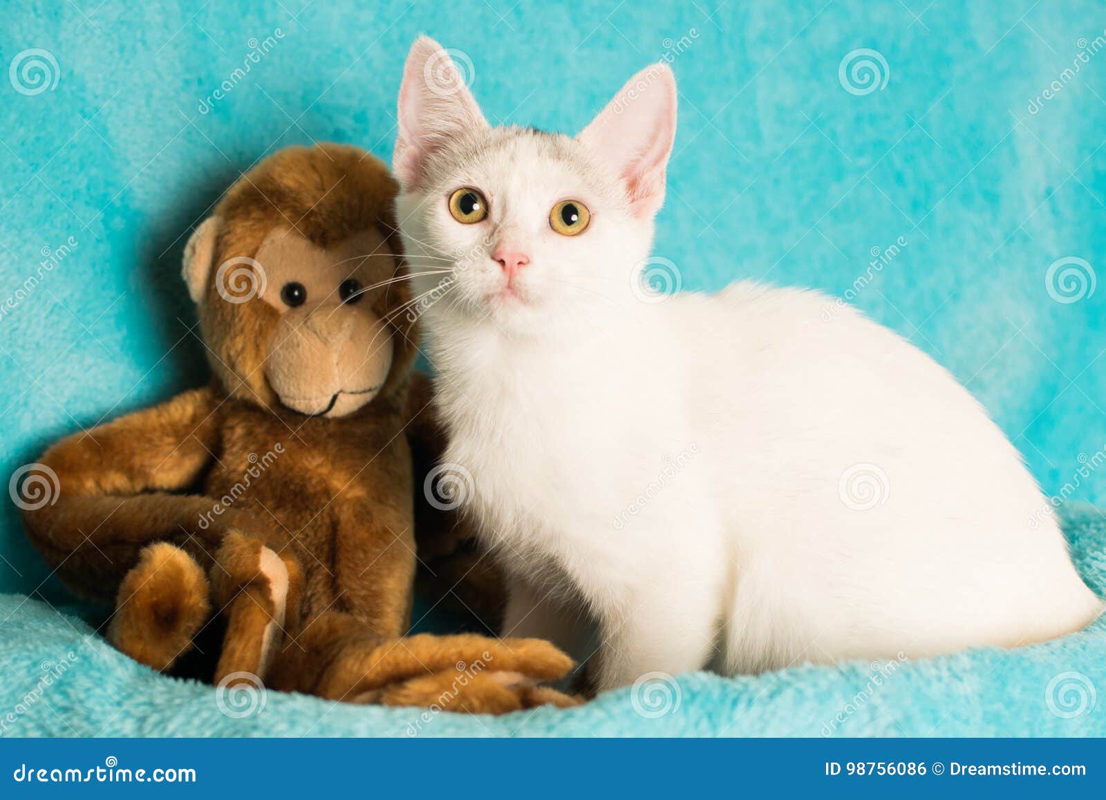 Turkish angora mix kitten stock photo. Image of brown - 98756086