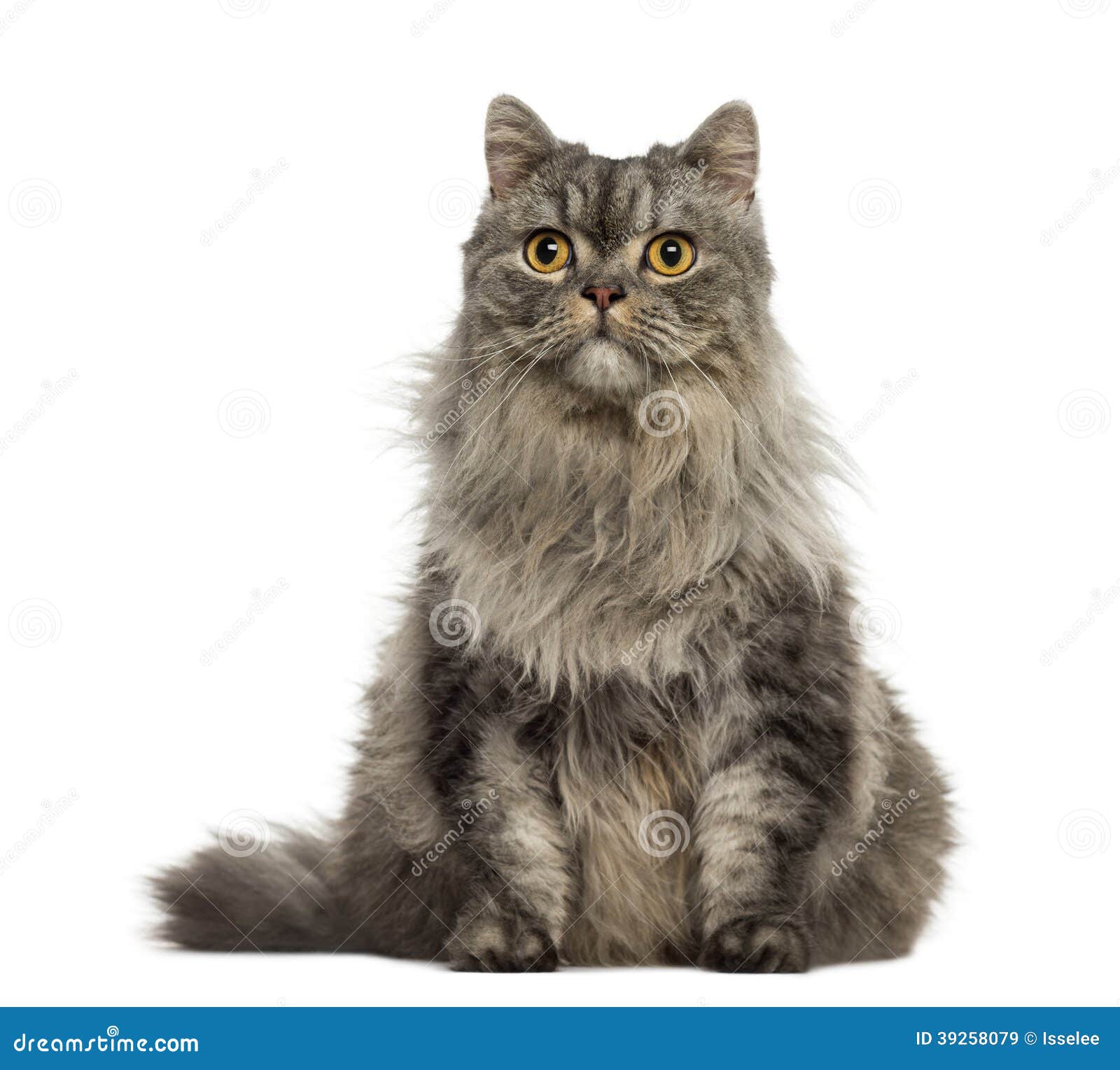 Gatitos Angora Turcos Grises