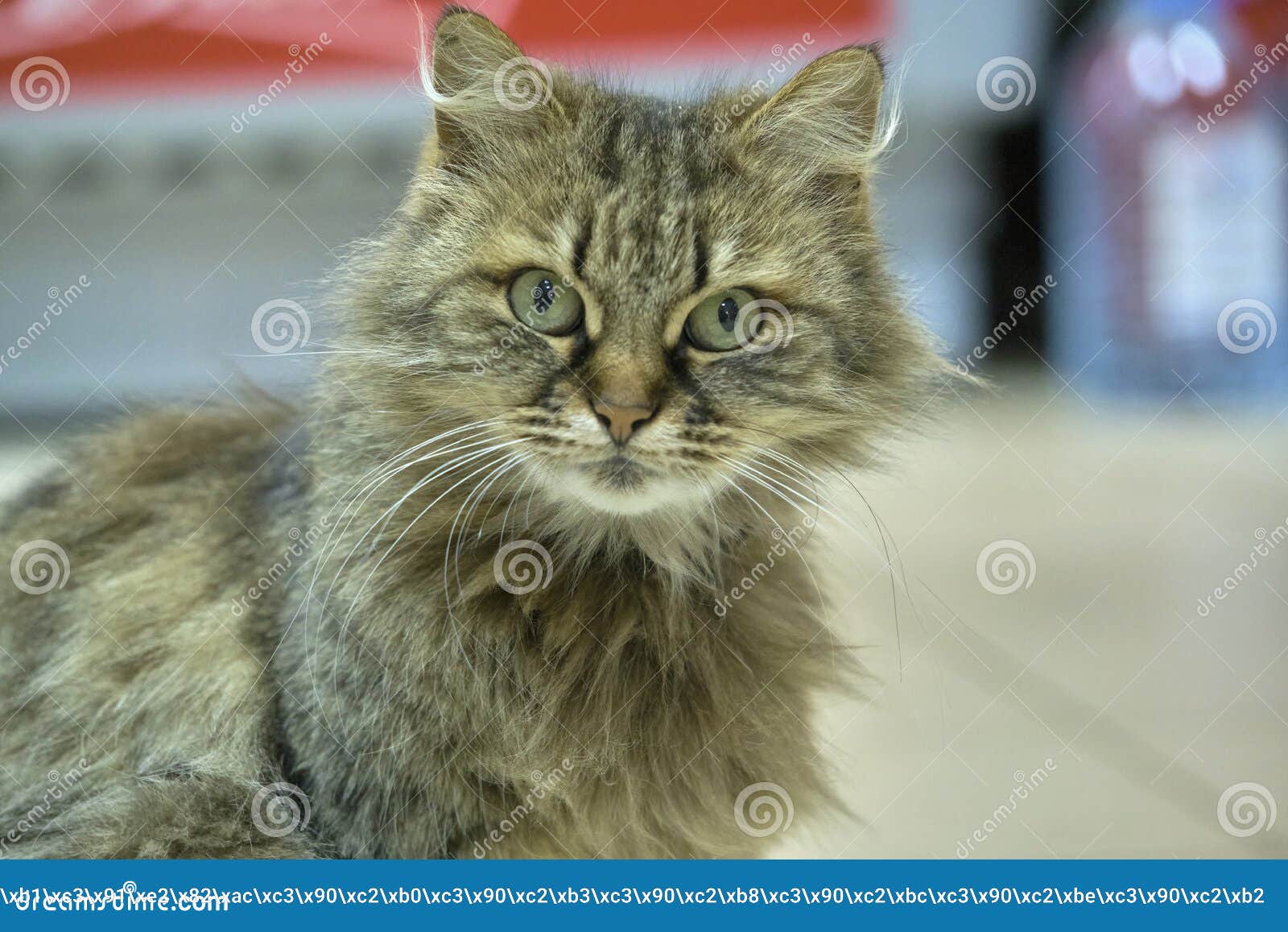Turkish Angora Tortoise-colored Medium Plan Royalty-Free Stock Image ...