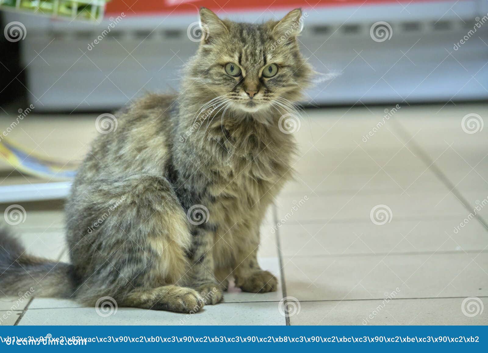 Turkish Angora Tortoise-colored Medium Plan Stock Photo - Image of ...