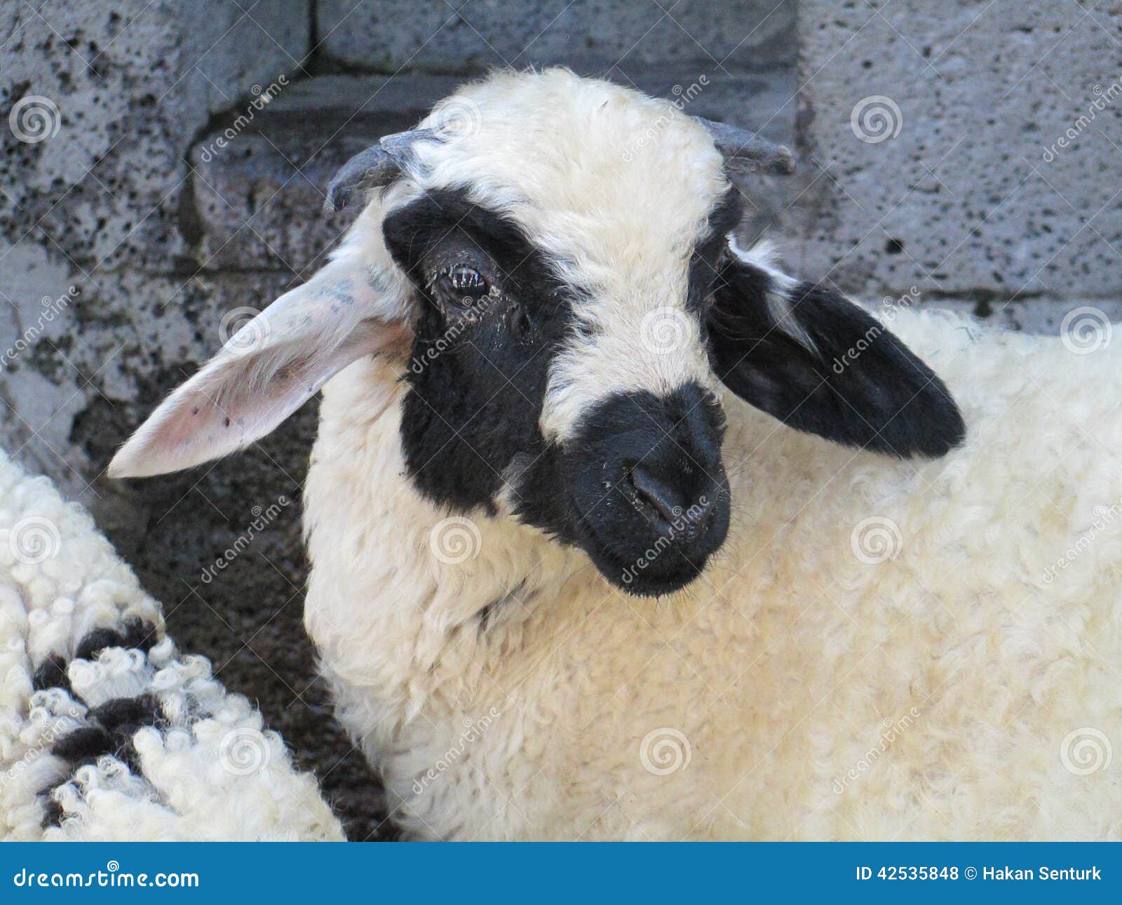 Turkish baby sheep stock photo. Image of countryside - 42535848