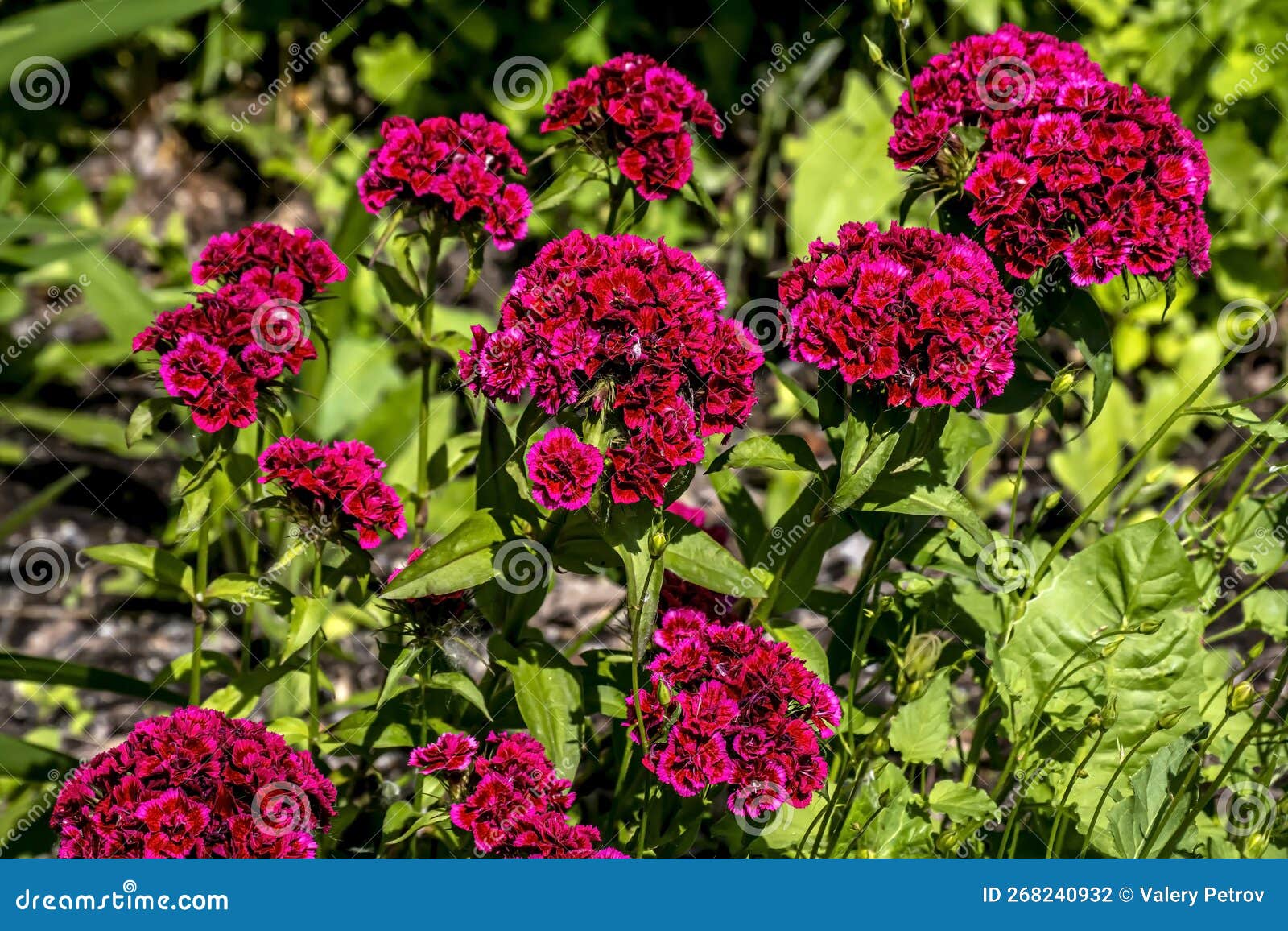 Turkish Carnation Flowers on a Blurred Background Stock Photo - Image ...