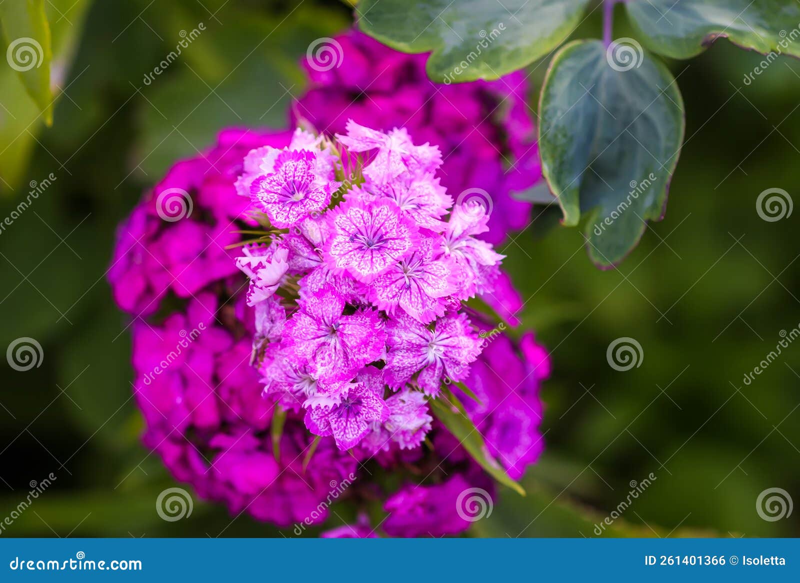 Turkish Carnation Pink Flowers in a Summer Garden Stock Photo - Image ...