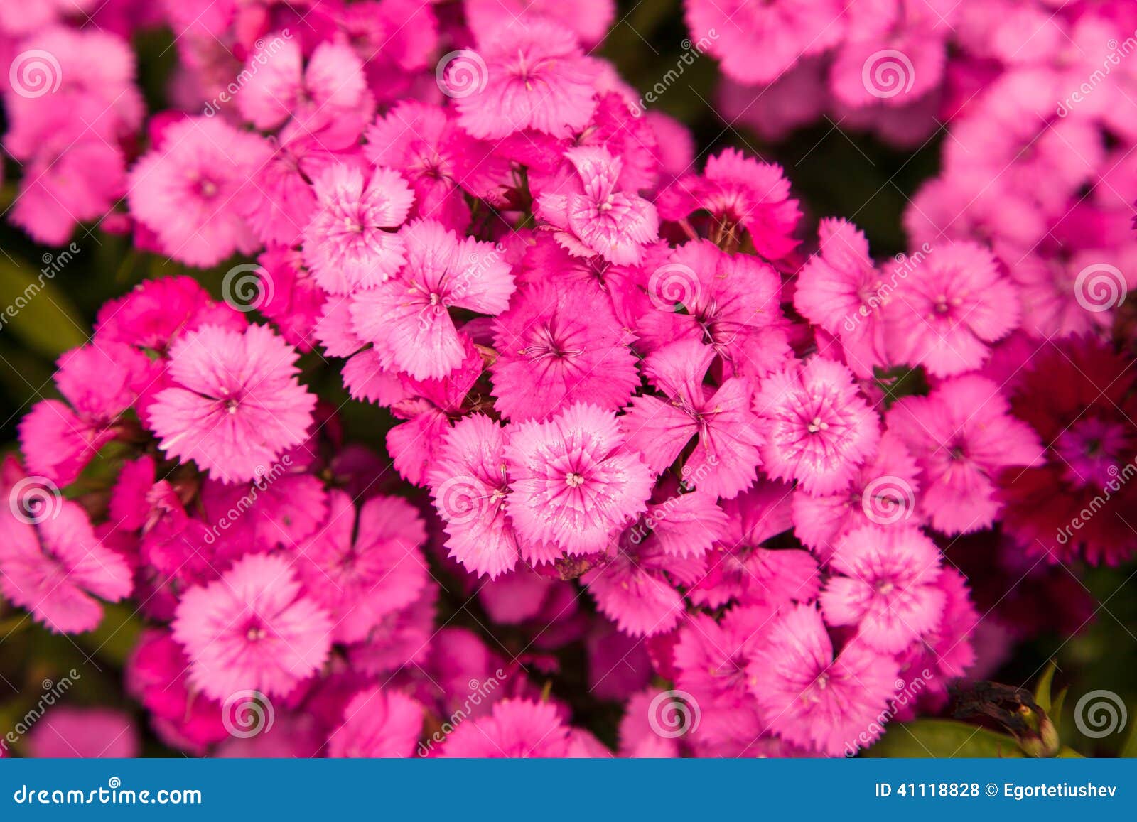 Turkish Carnation Pink Flowers Stock Photo - Image of mauve, dianthus ...