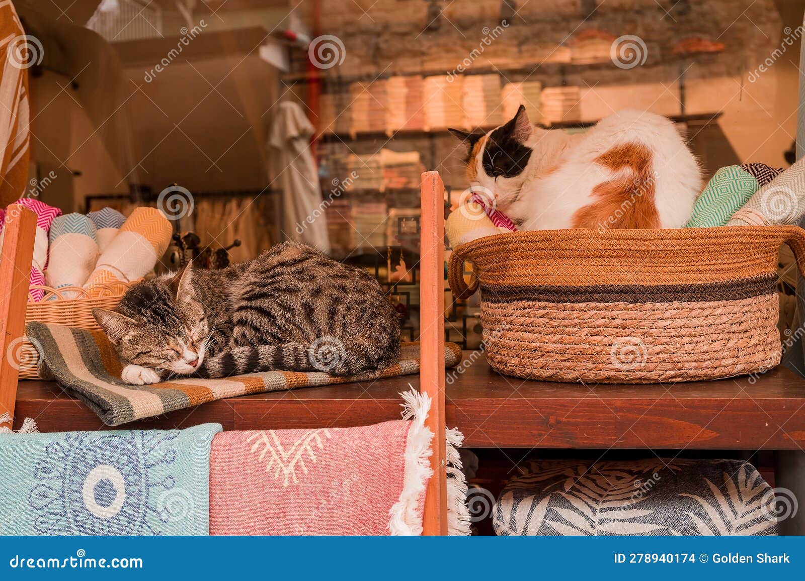 Turkish Cat Sitting in the Shop in Turkey Stock Photo - Image of design ...
