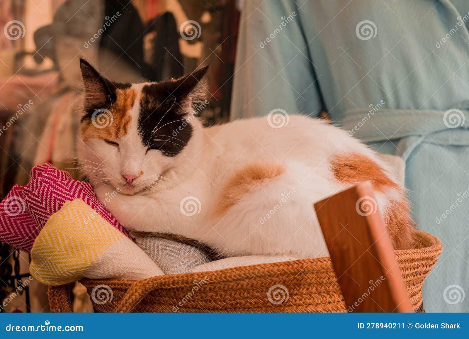 Turkish Cat Sitting in the Shop in Turkey Stock Image - Image of ...