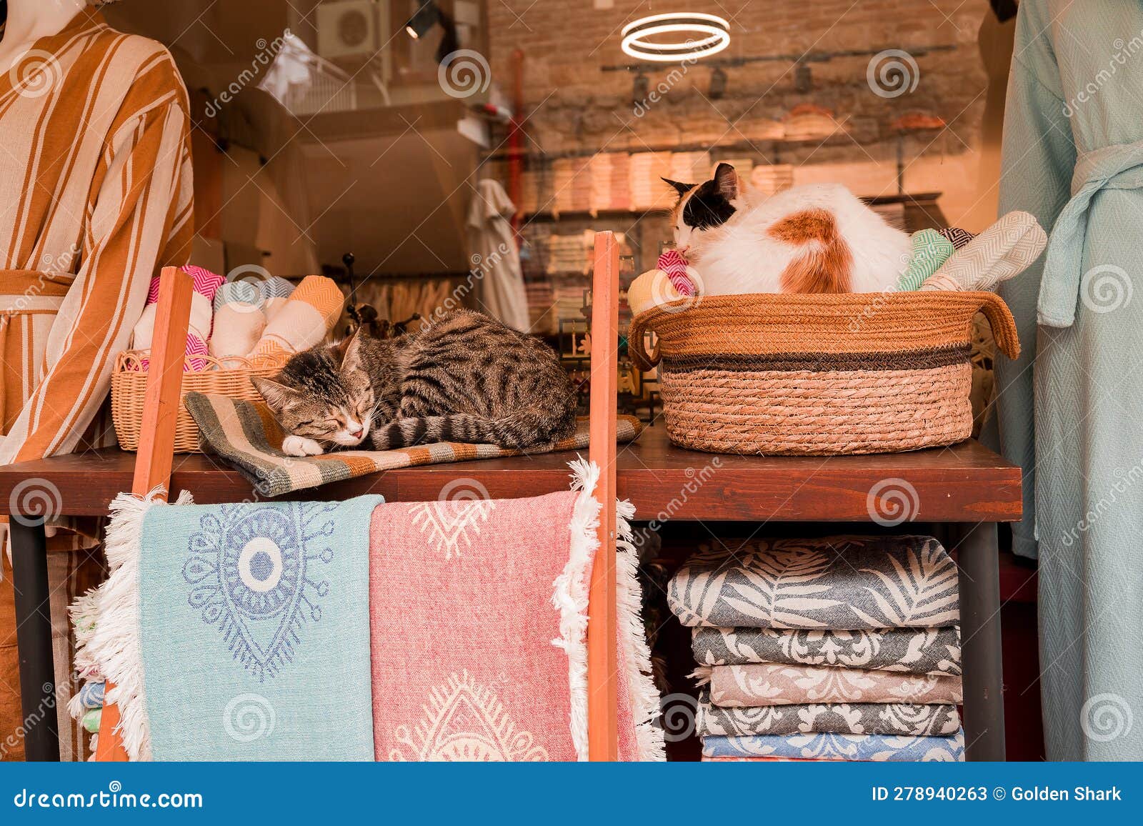 Turkish Cat Sitting in the Shop in Turkey Stock Image - Image of gray ...