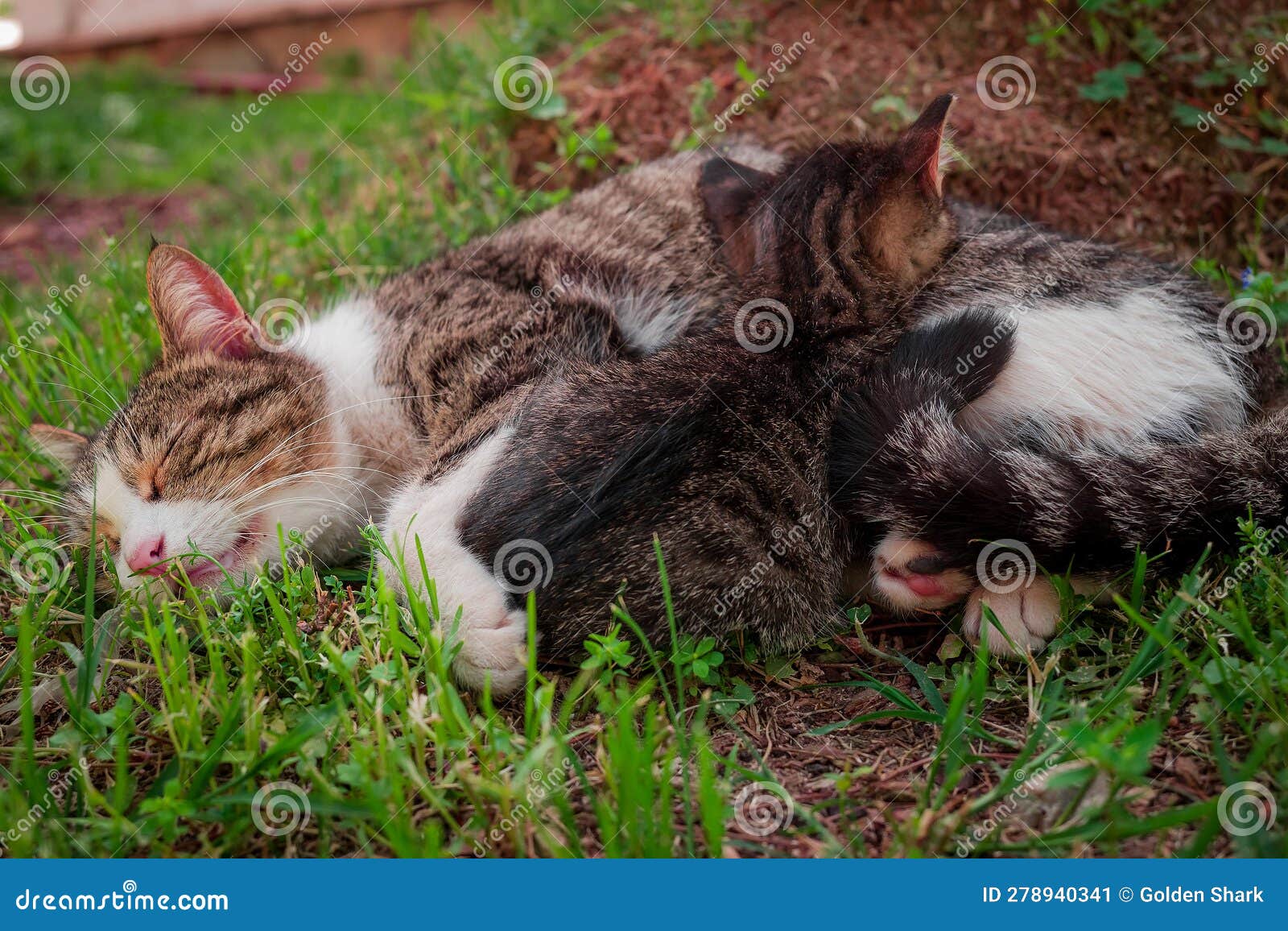 Turkish Cat Sitting in the Shop in Turkey Stock Image - Image of design ...