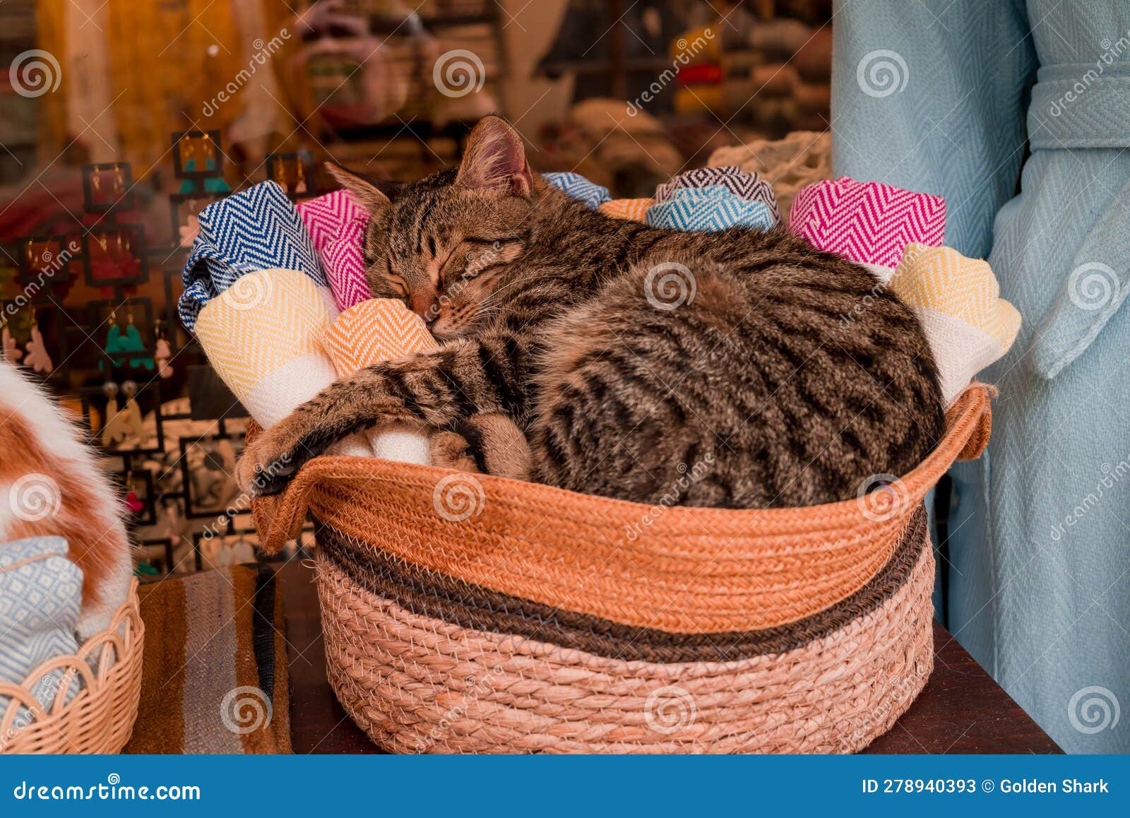 Turkish Cat Sitting in the Shop in Turkey Stock Image - Image of store ...