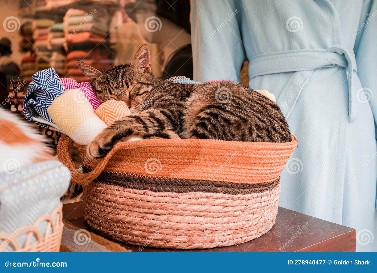 Turkish Cat Sitting in the Shop in Turkey Stock Image - Image of nature ...
