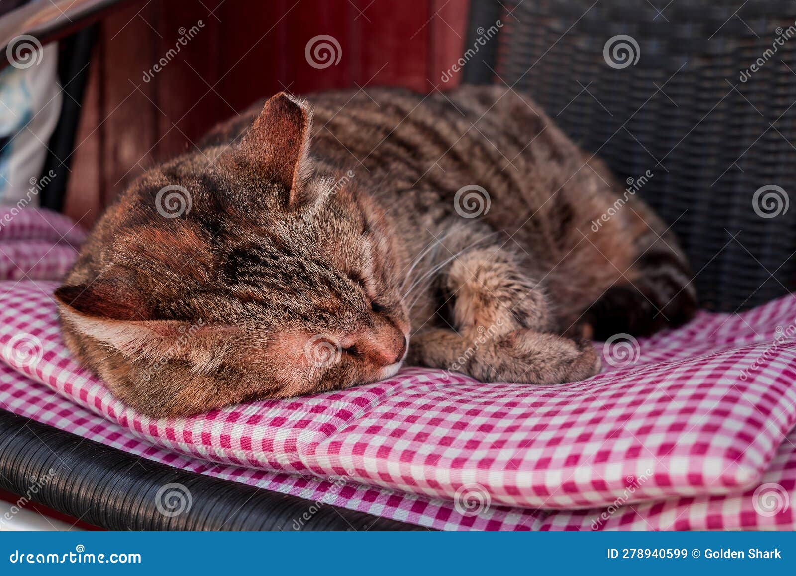 Turkish Cat Sitting in the Shop in Turkey Stock Image - Image of ...