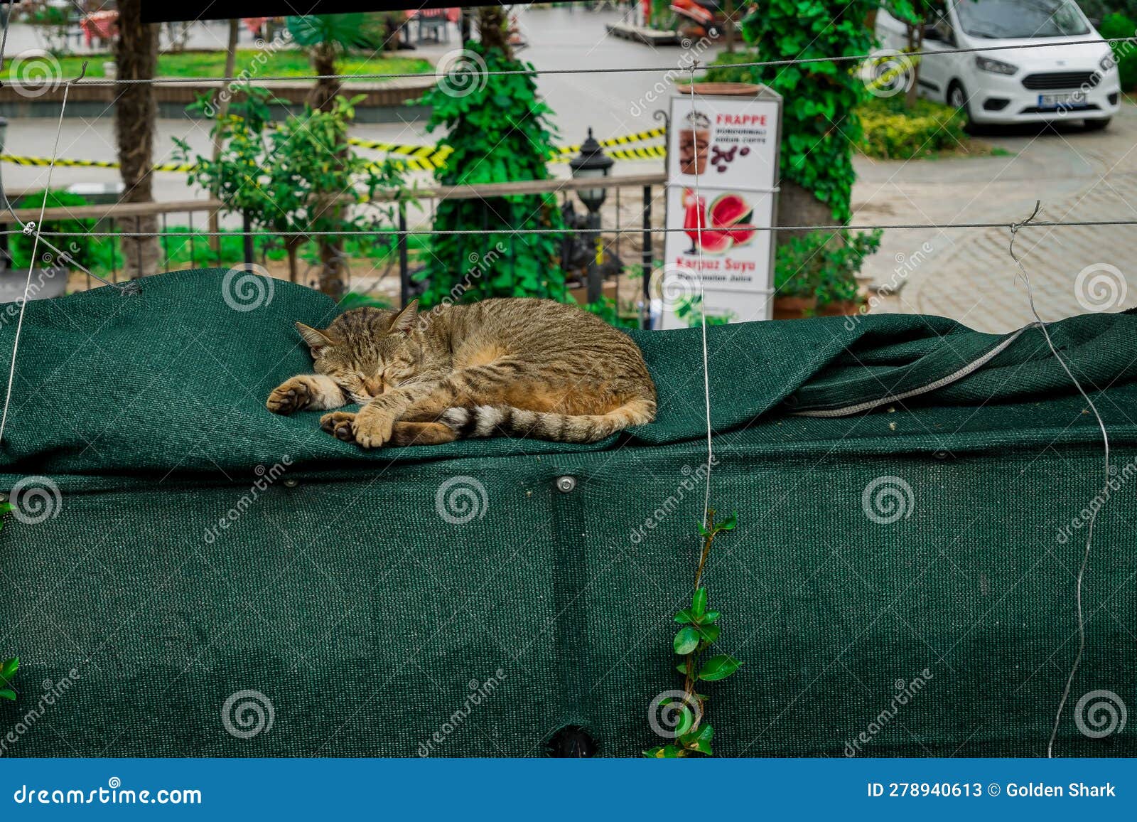 Turkish Cat Sitting in the Shop in Turkey Stock Image - Image of ...