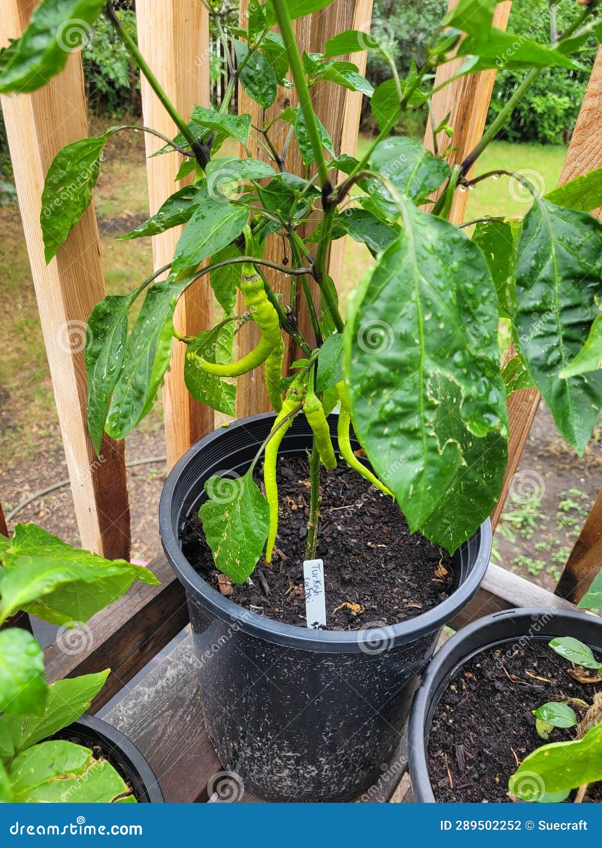 Turkish Corbaci peppers stock photo. Image of produce - 289502252