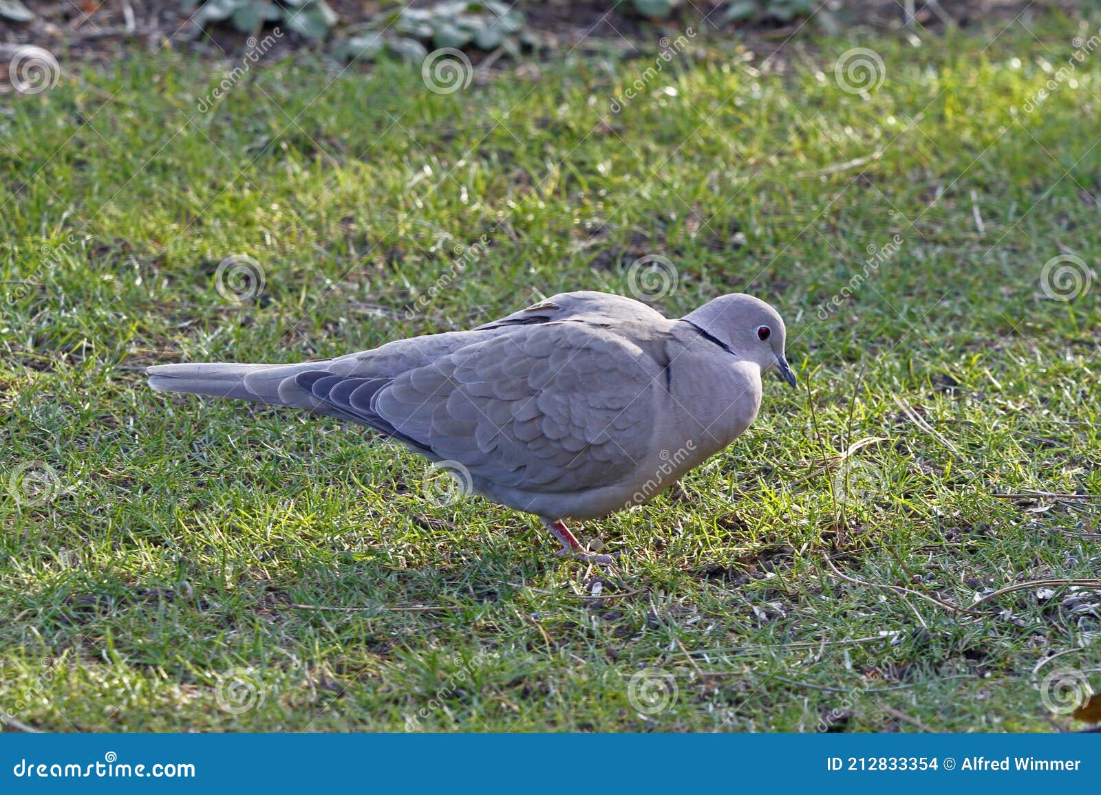 A Turkish Dove Seeks Lining in the Grass Stock Photo - Image of turkish ...