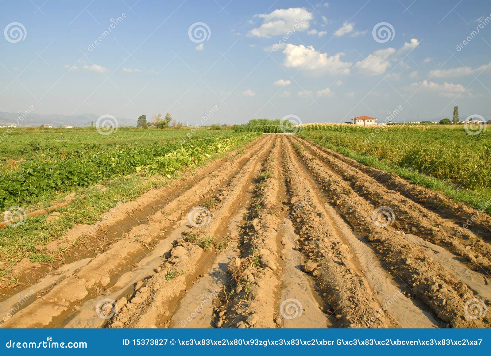 Turkish Farm stock image. Image of harvest, gather, fertile - 15373827