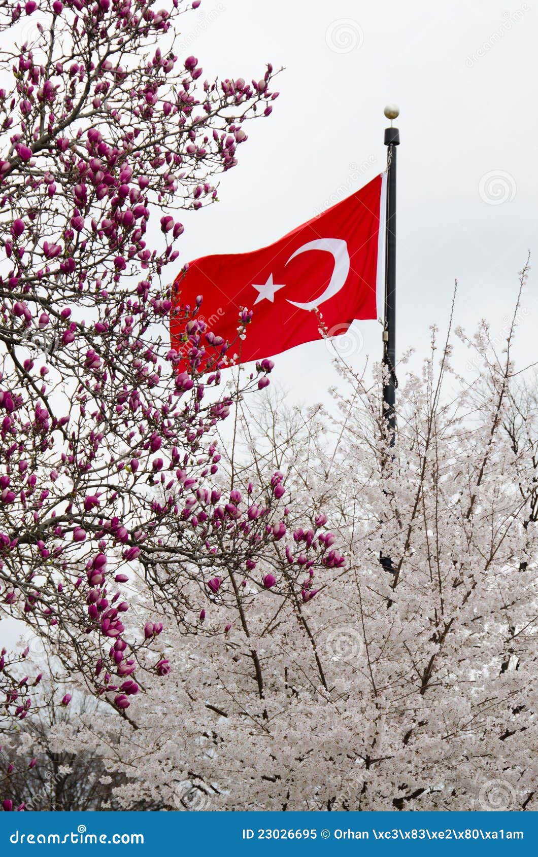 Turkish Flag in Tree Blossoms in Spring - Turkey Stock Image - Image of ...