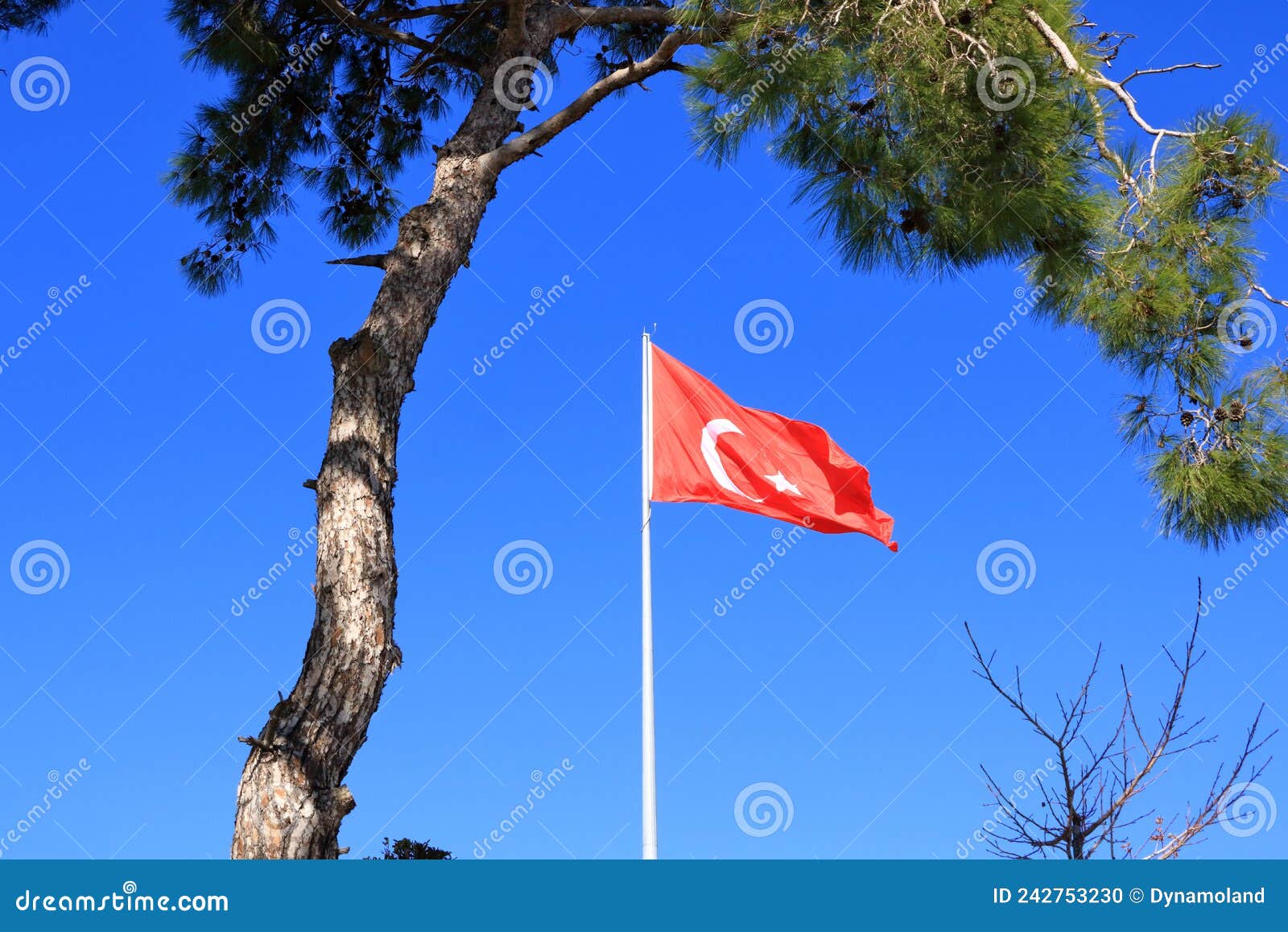 Turkish Flag and Tree Branches Stock Photo - Image of color, flower ...