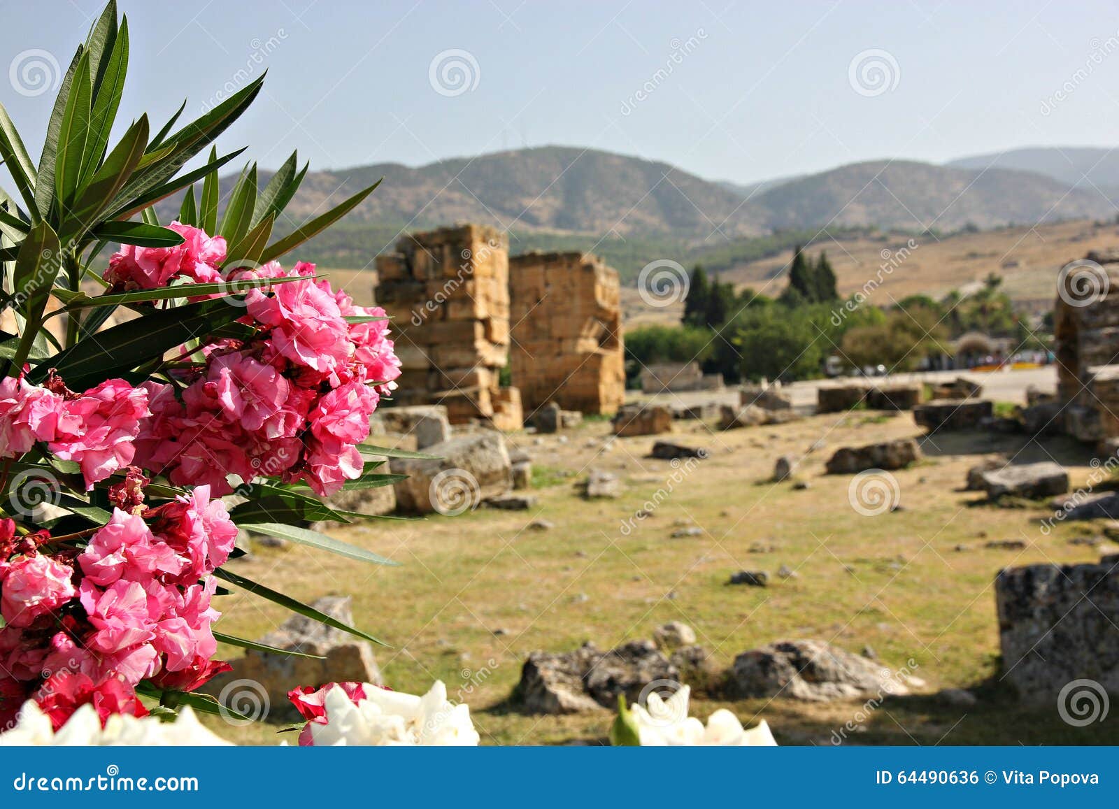 The turkish flowers stock photo. Image of turkish, summertime - 64490636