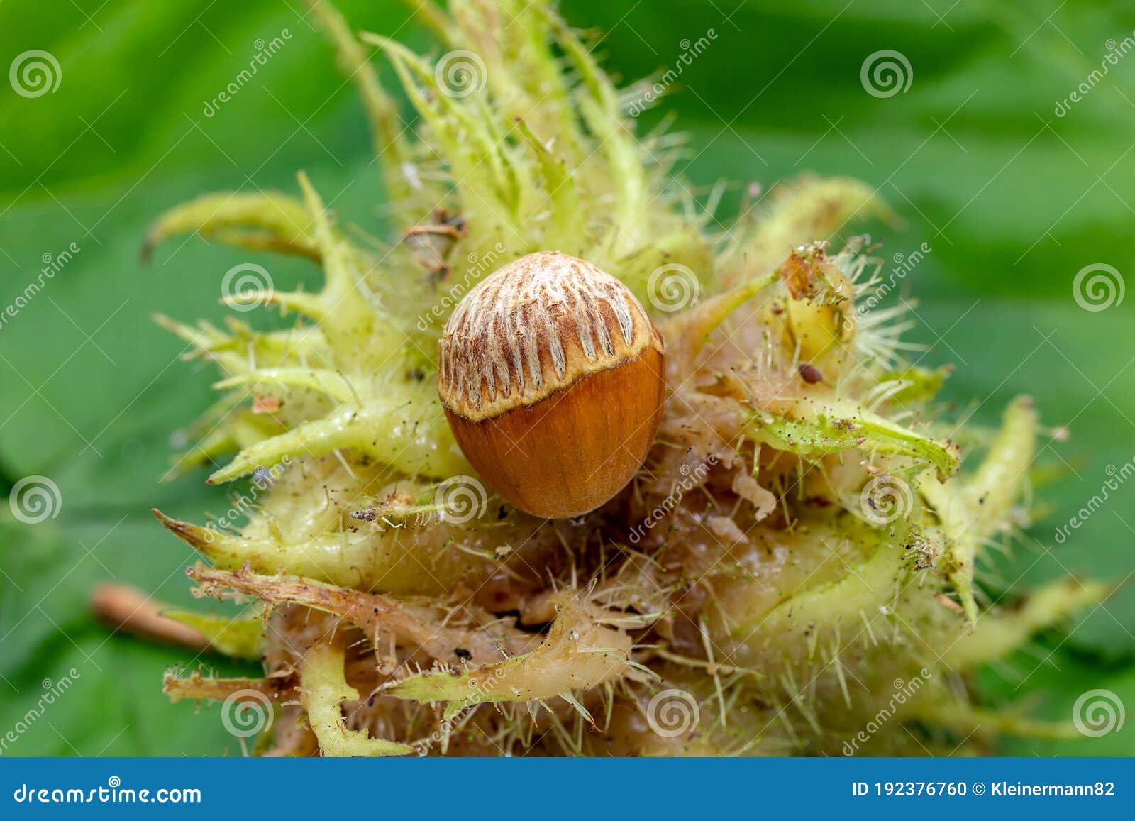 Turkish Hazelnut or Byzantine Hazel or Corylus Colurna Stock Photo ...