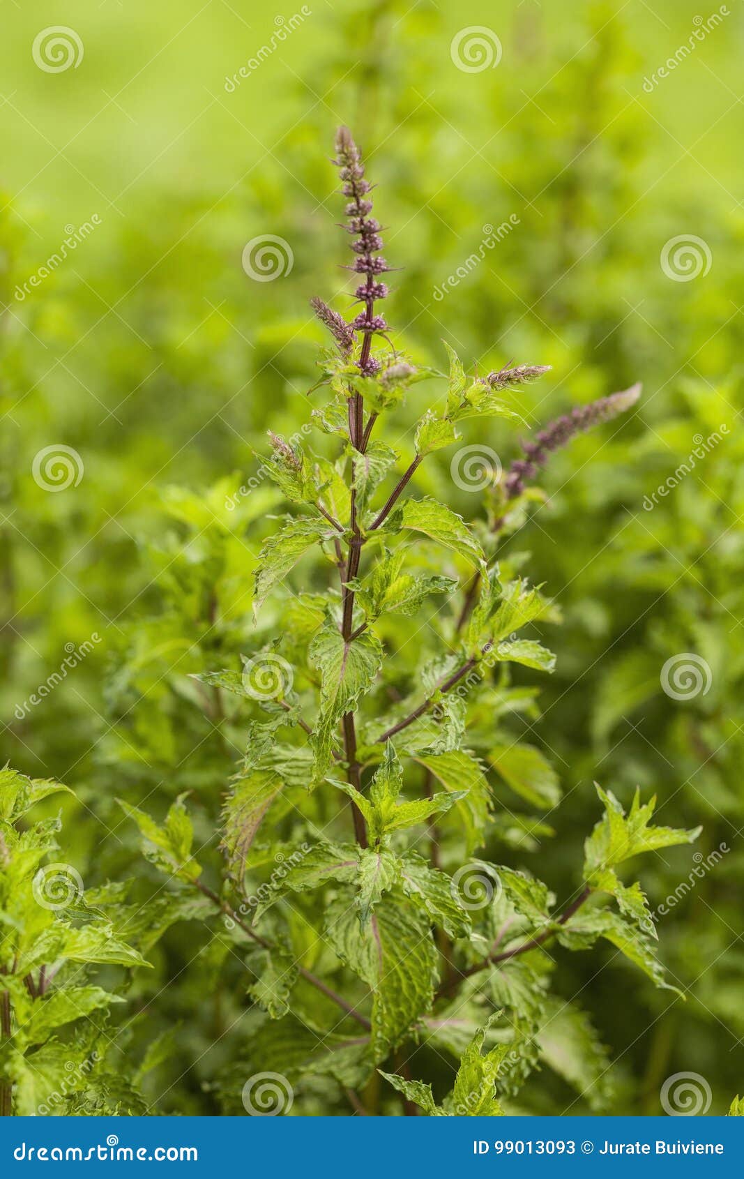 Turkish Mint stock image. Image of healthy, mint, garden - 99013093