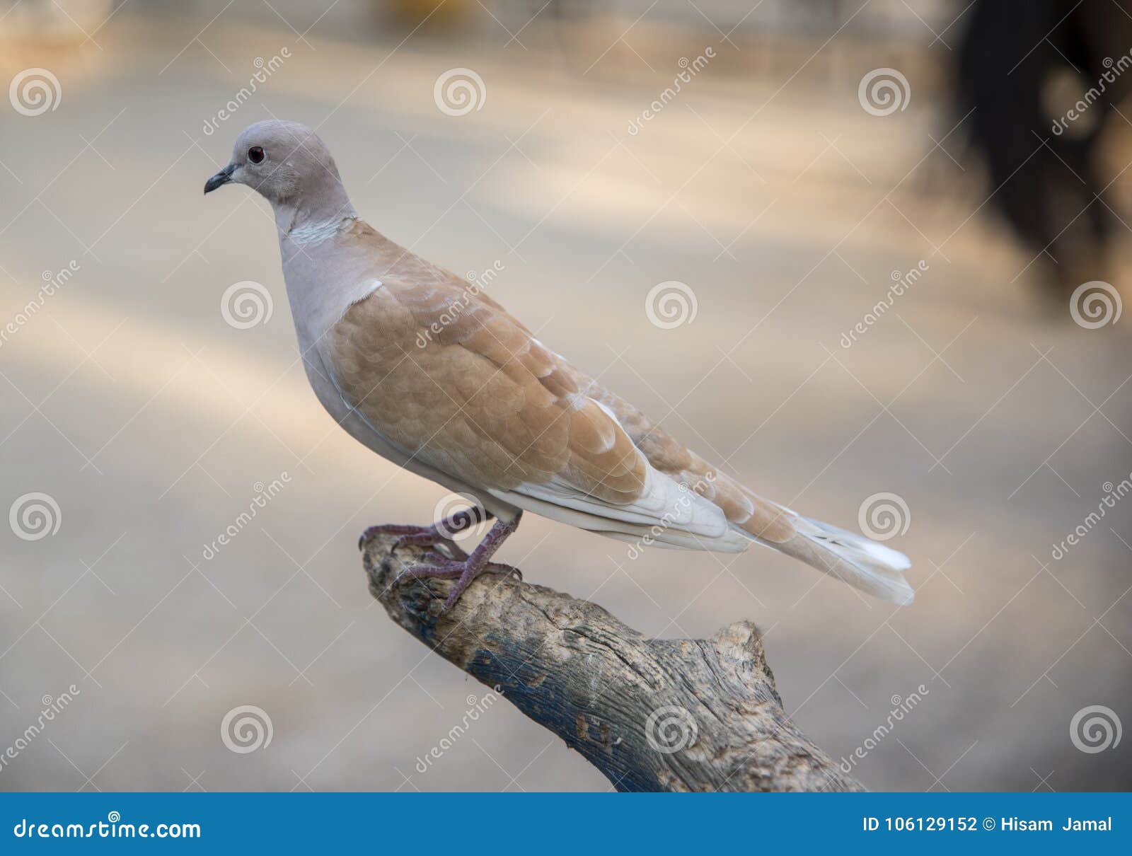 Turkish Pigeon Setting on Tree Branch Stock Photo - Image of white ...