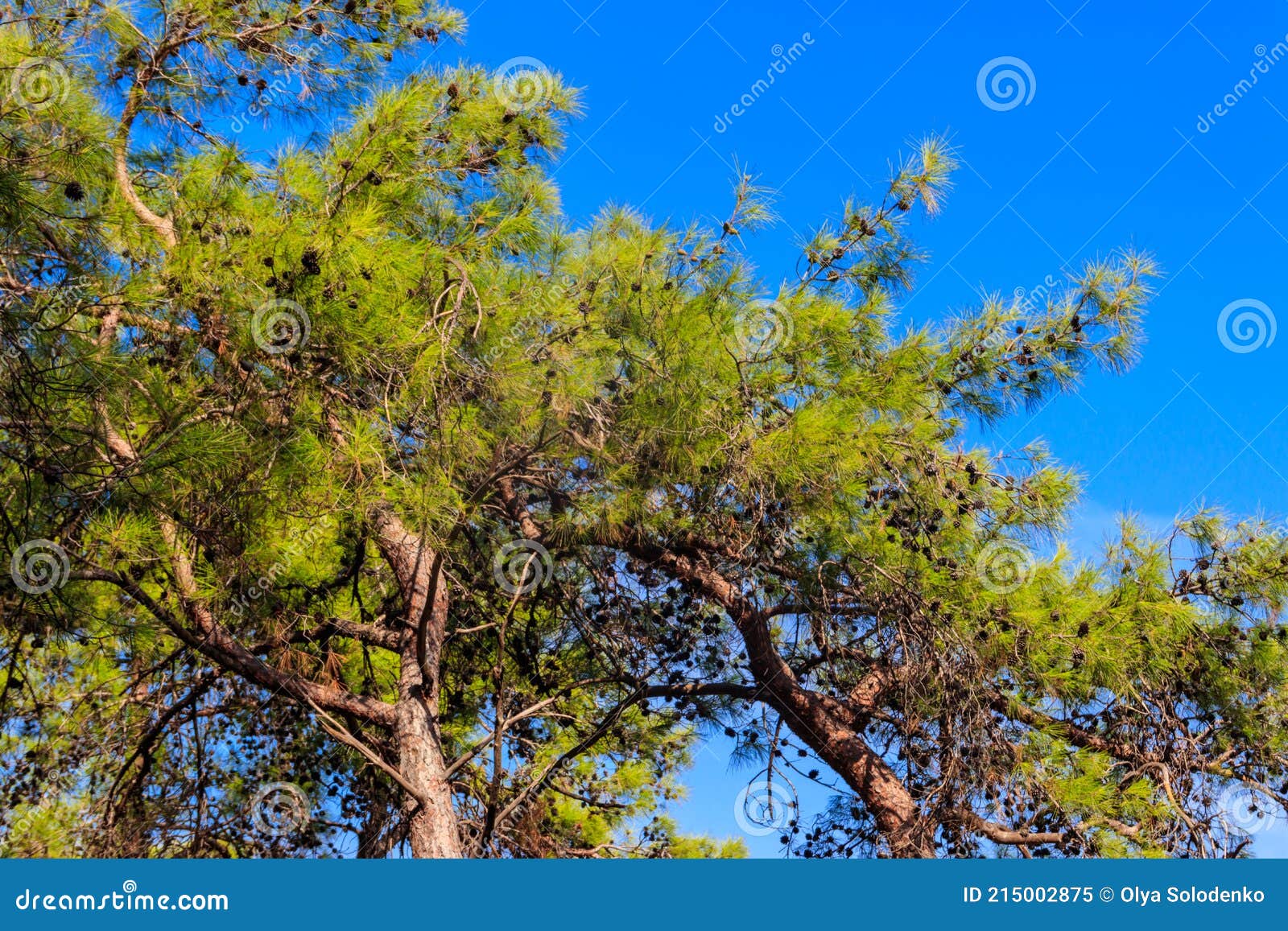 Turkish Pine Tree Pinus Brutia Against Blue Sky Stock Image - Image of ...