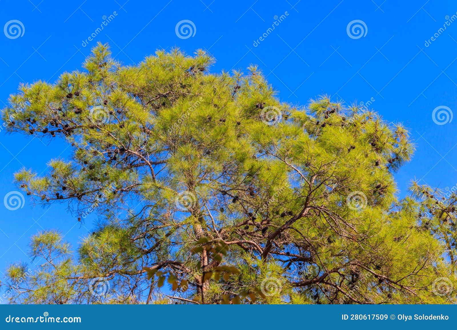 Turkish Pine Tree (Pinus Brutia) Against Blue Sky Stock Image - Image ...