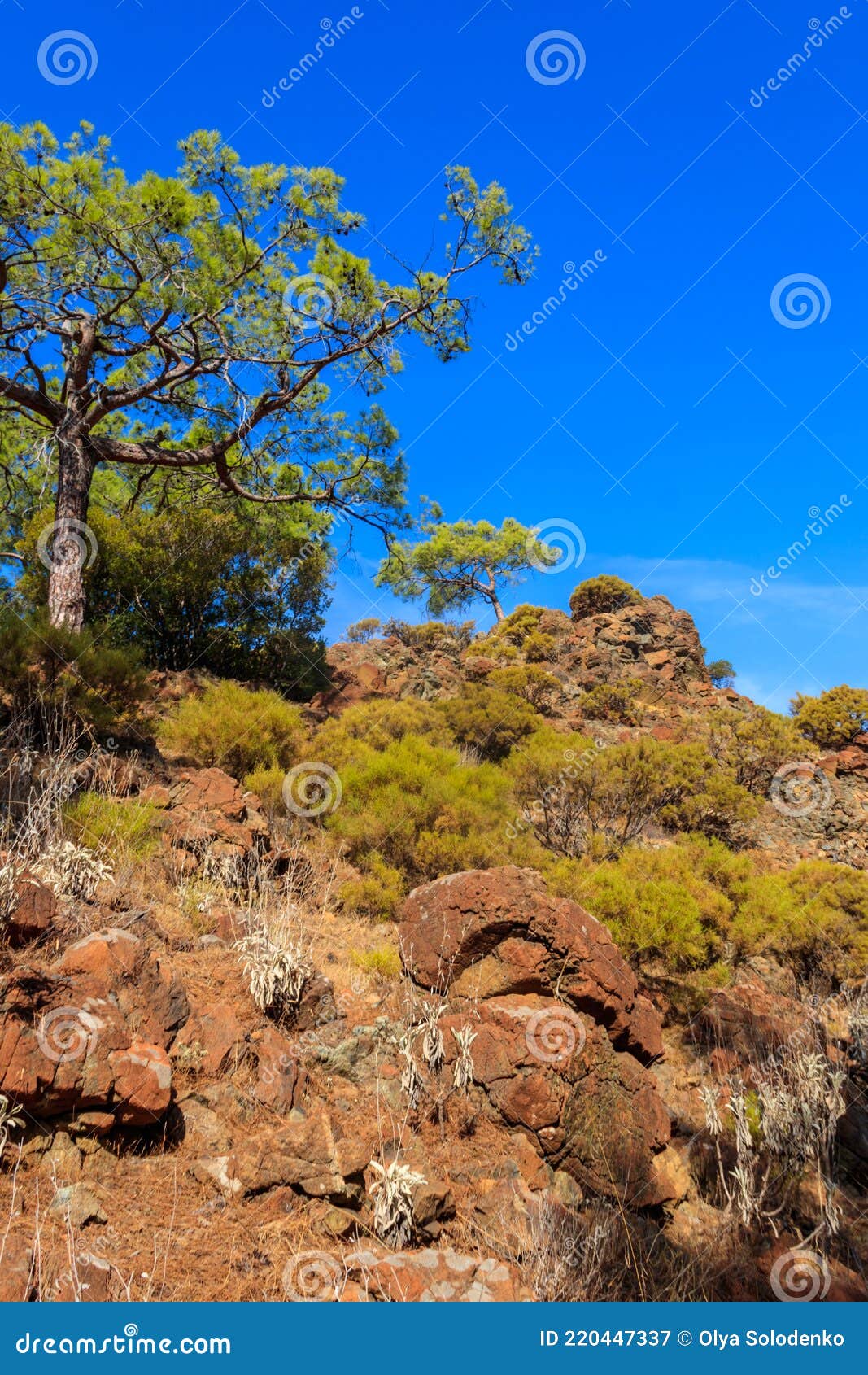 Turkish Pine Tree Pinus Brutia on Hill Stock Image - Image of scene ...