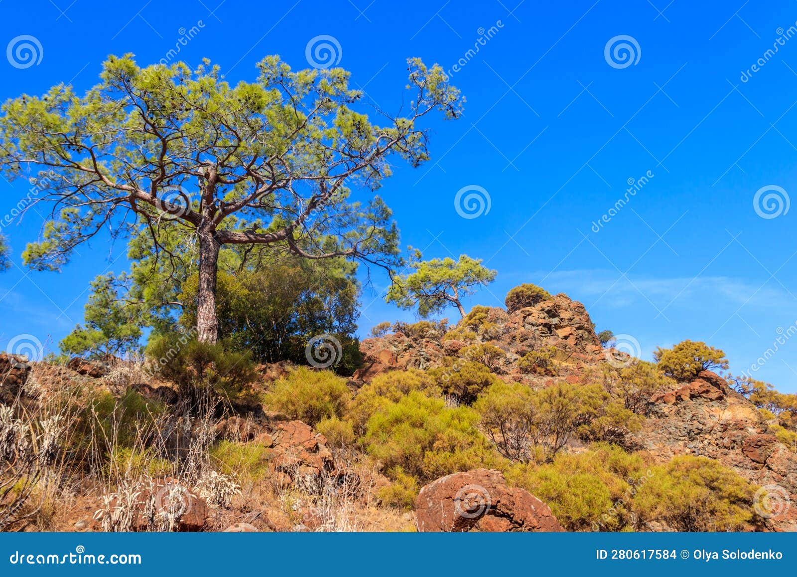 Turkish Pine Tree (Pinus Brutia) on Hill Stock Photo - Image of ...