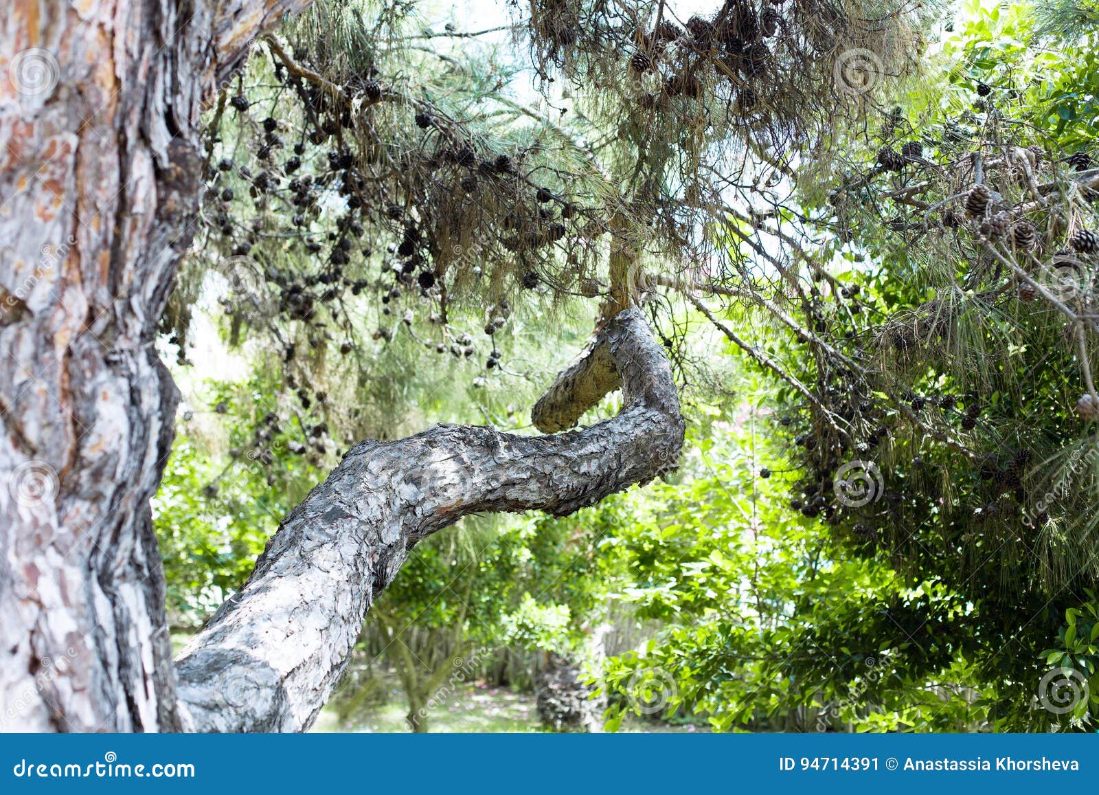 Turkish Pine Trees Branch with Cones in Forest Stock Image - Image of ...